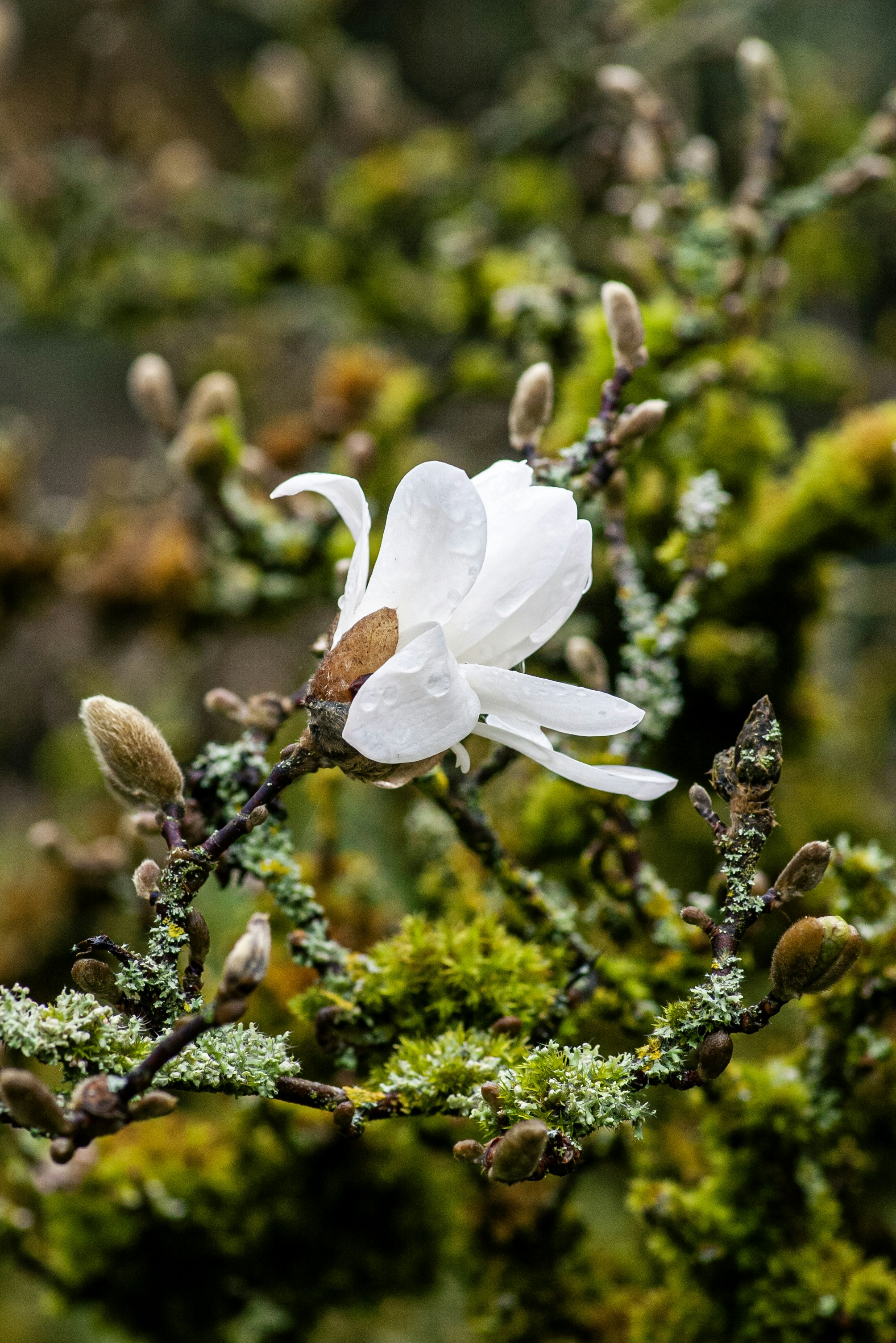White magnolia blossom amid mossy, amber-toned branches