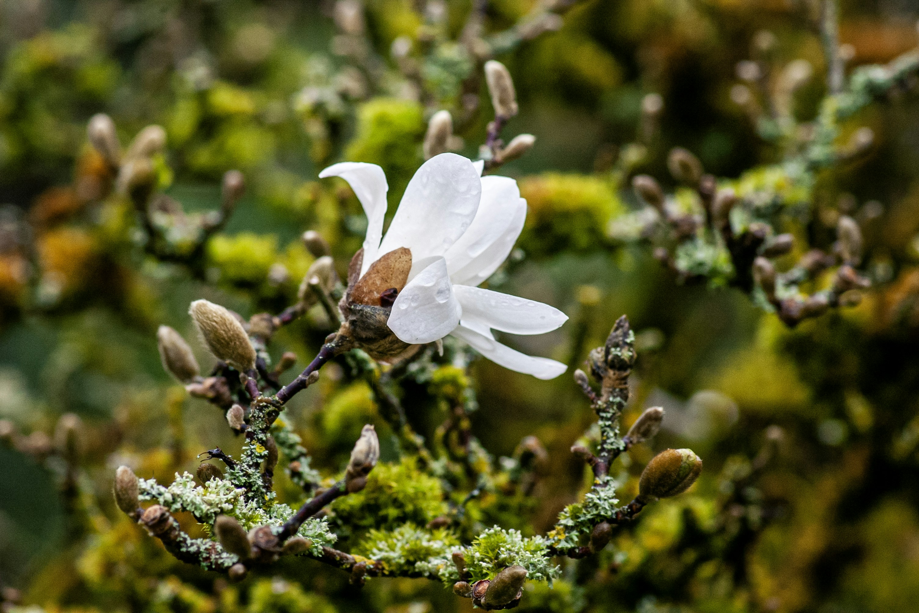 Blooming Magnolia in Moss and Buds
