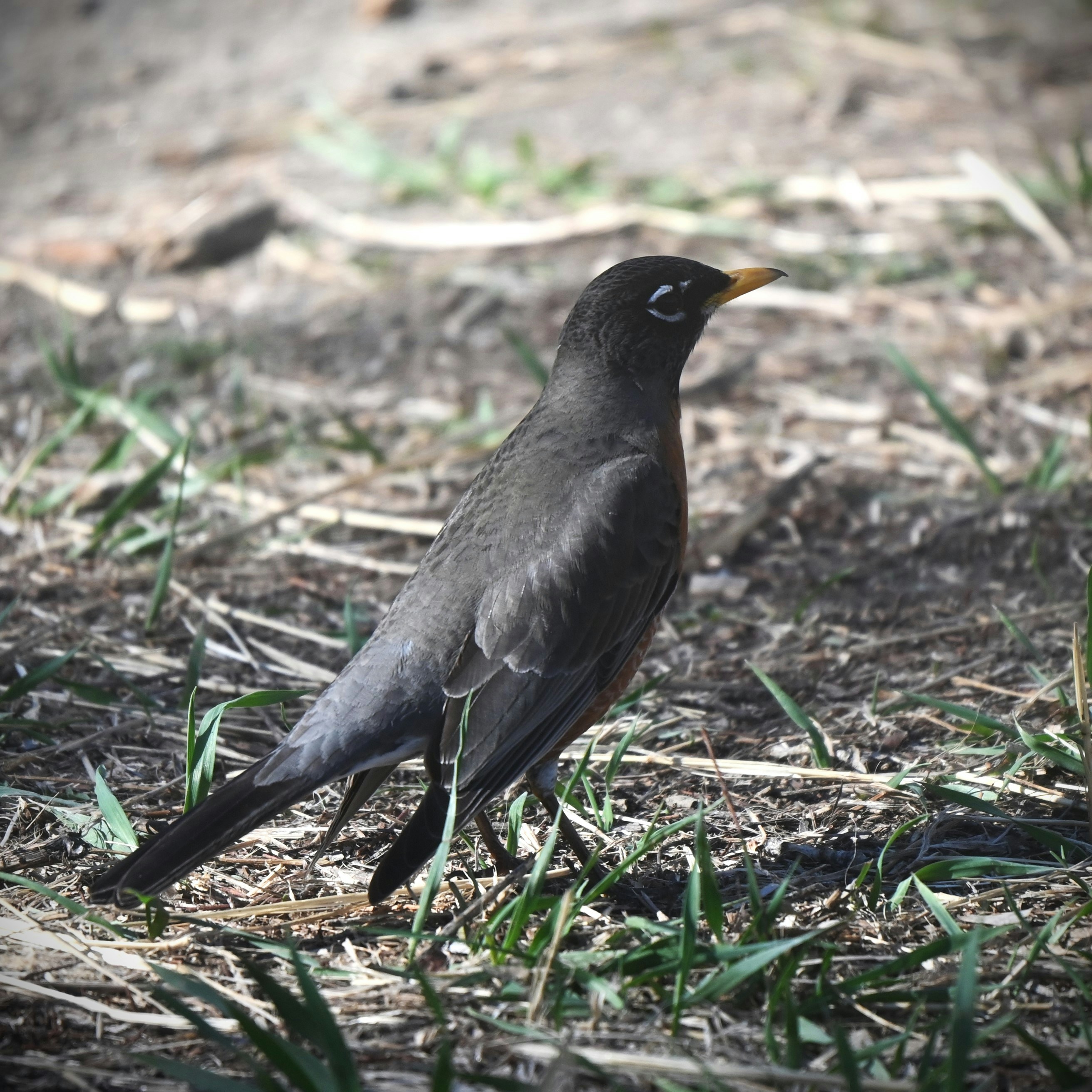 Blackbird on the Ground under Dappled Light