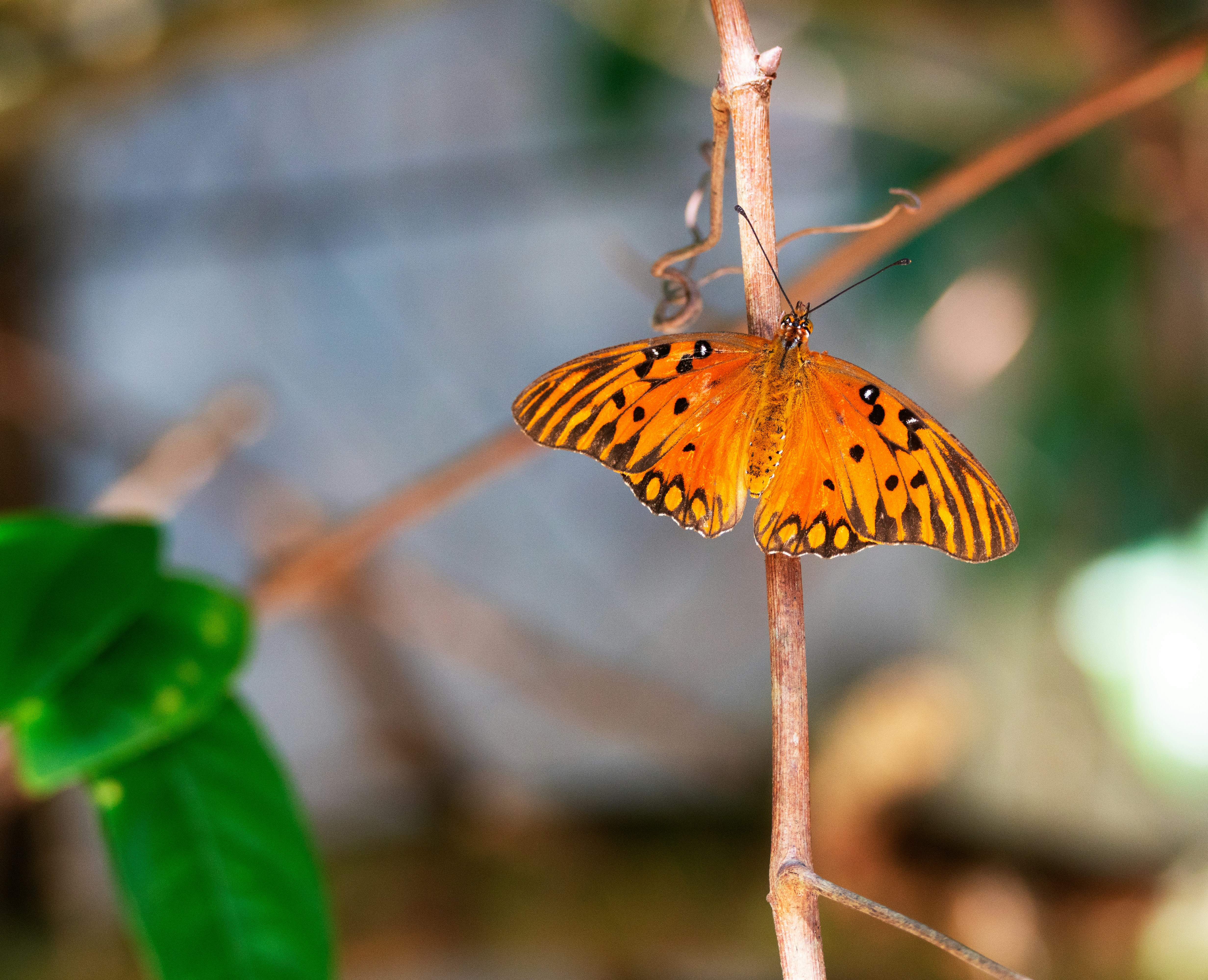 Orange butterfly on a slender twig, framed against a soft green backdrop
