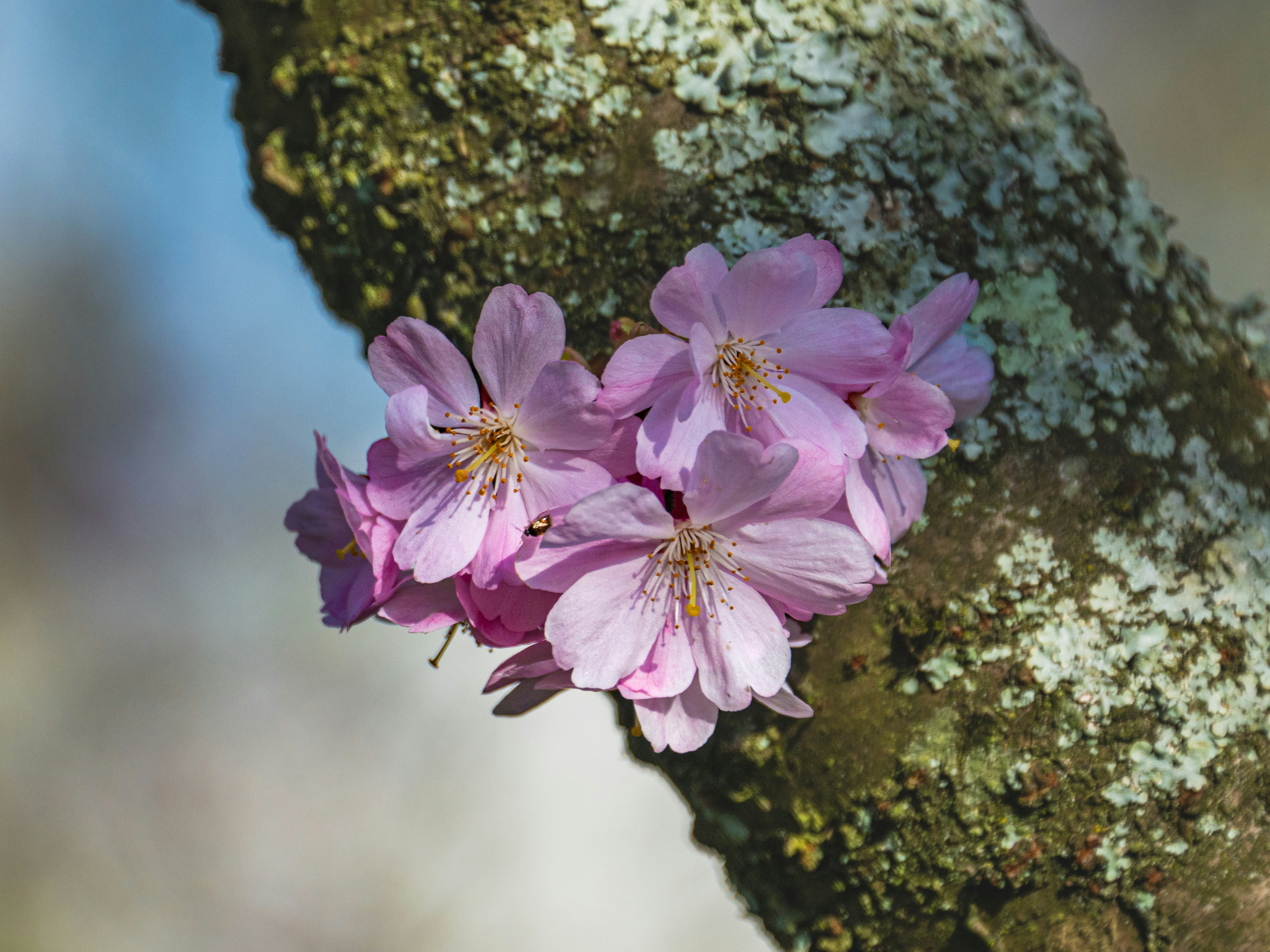 Pink blossoms cling to weathered bark in dappled woodland light