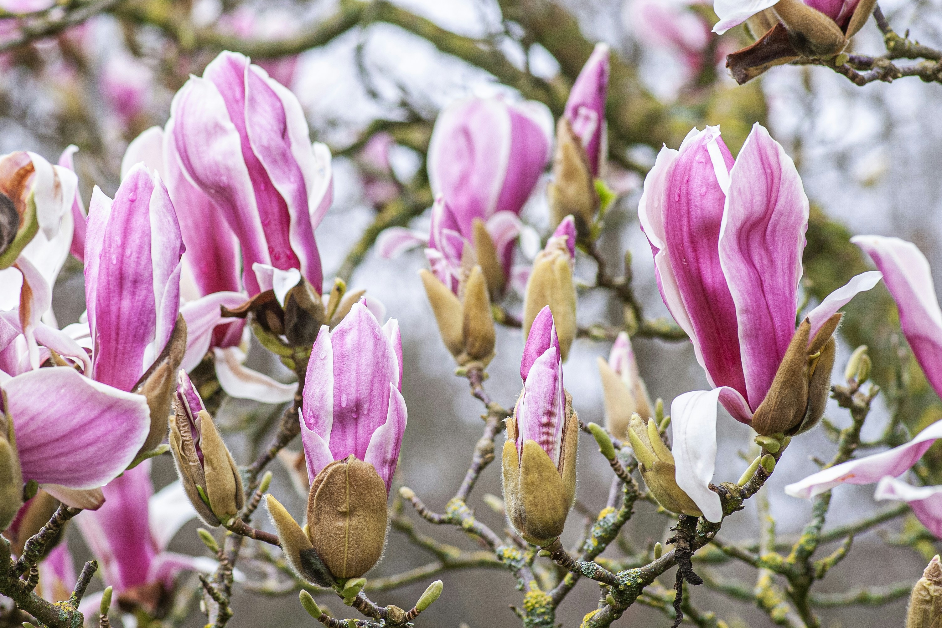 Pink Magnolia Buds in Spring Showers