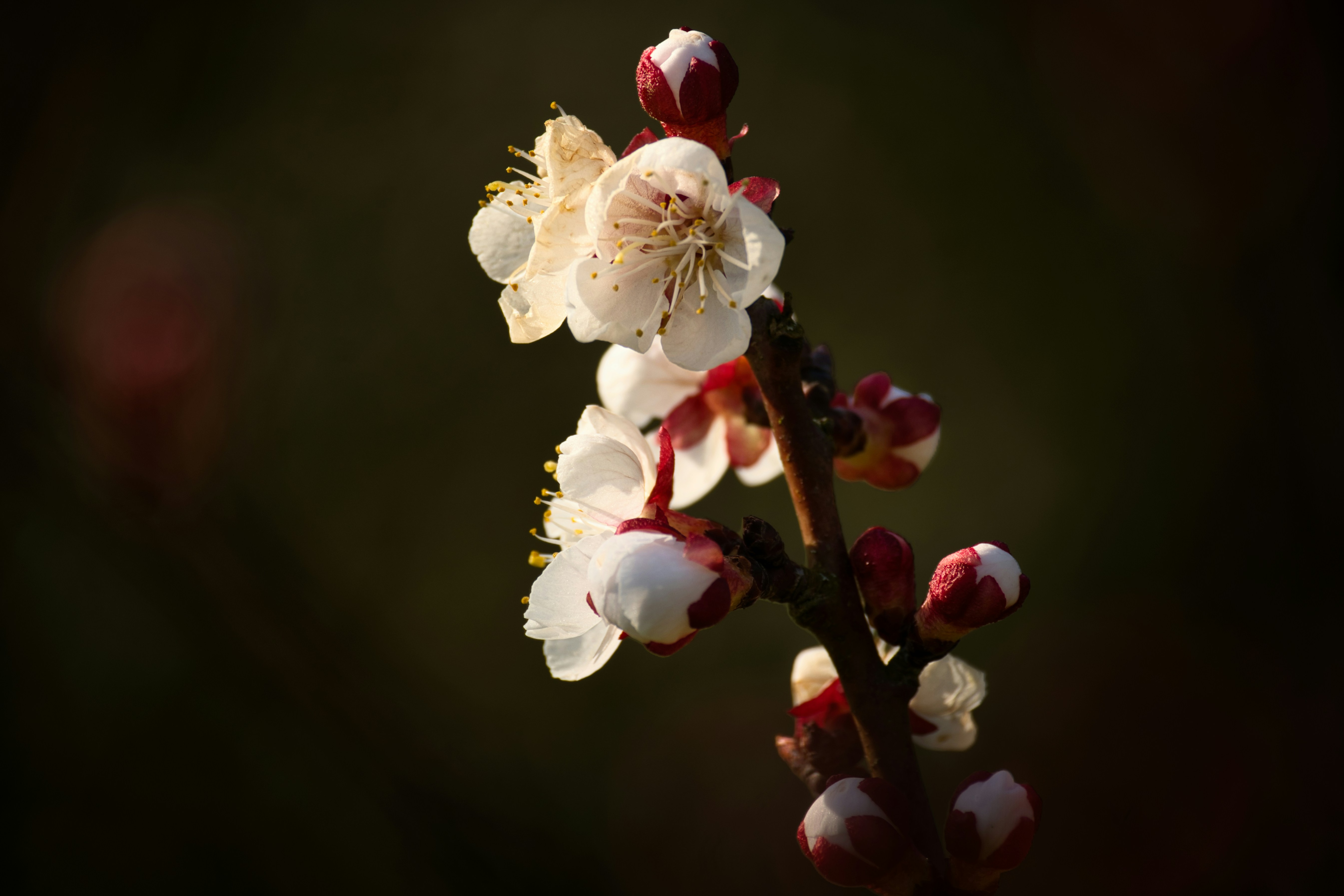 Delicate white plum blossoms on a dark background