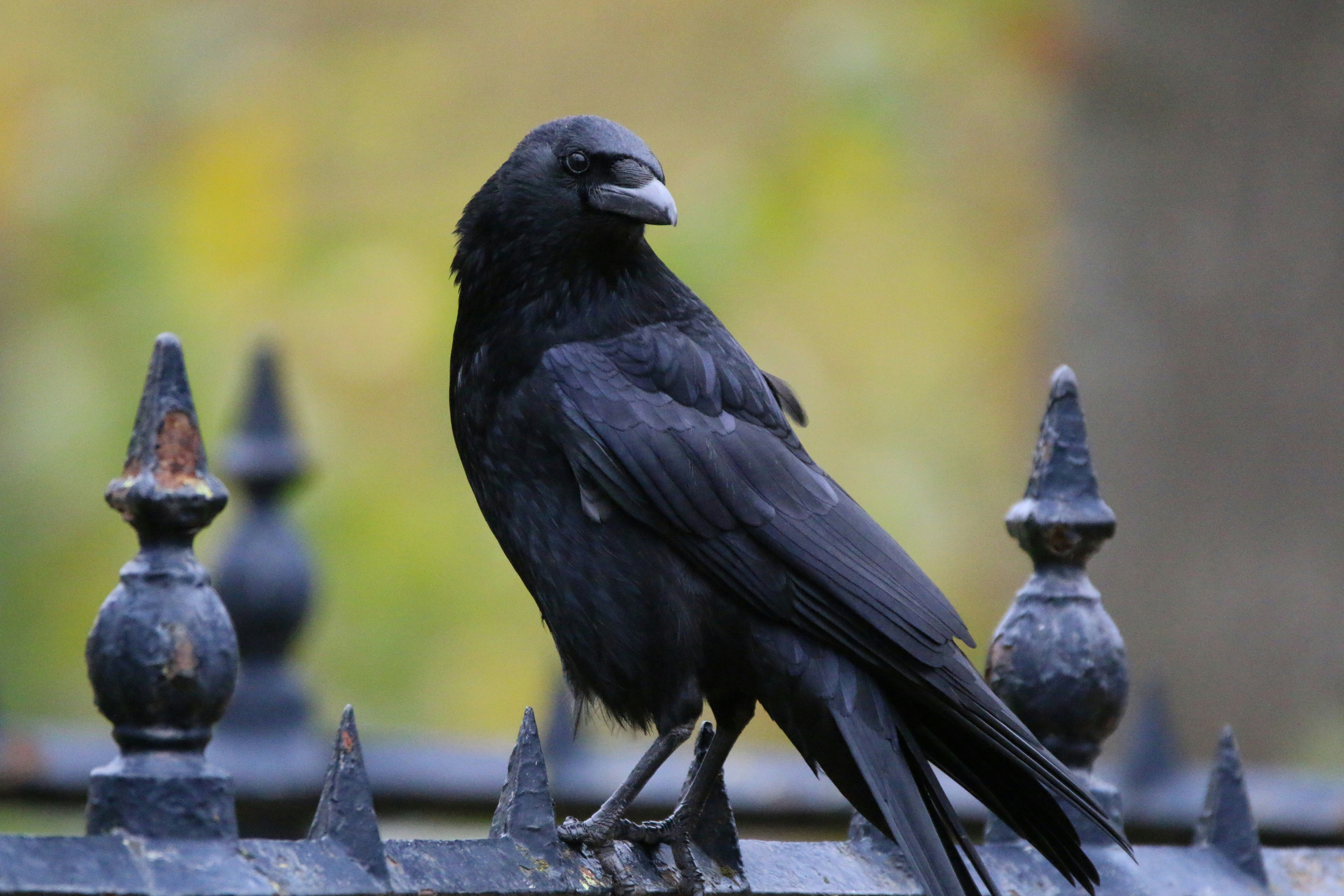 Midnight Sentinel Among Iron Spires