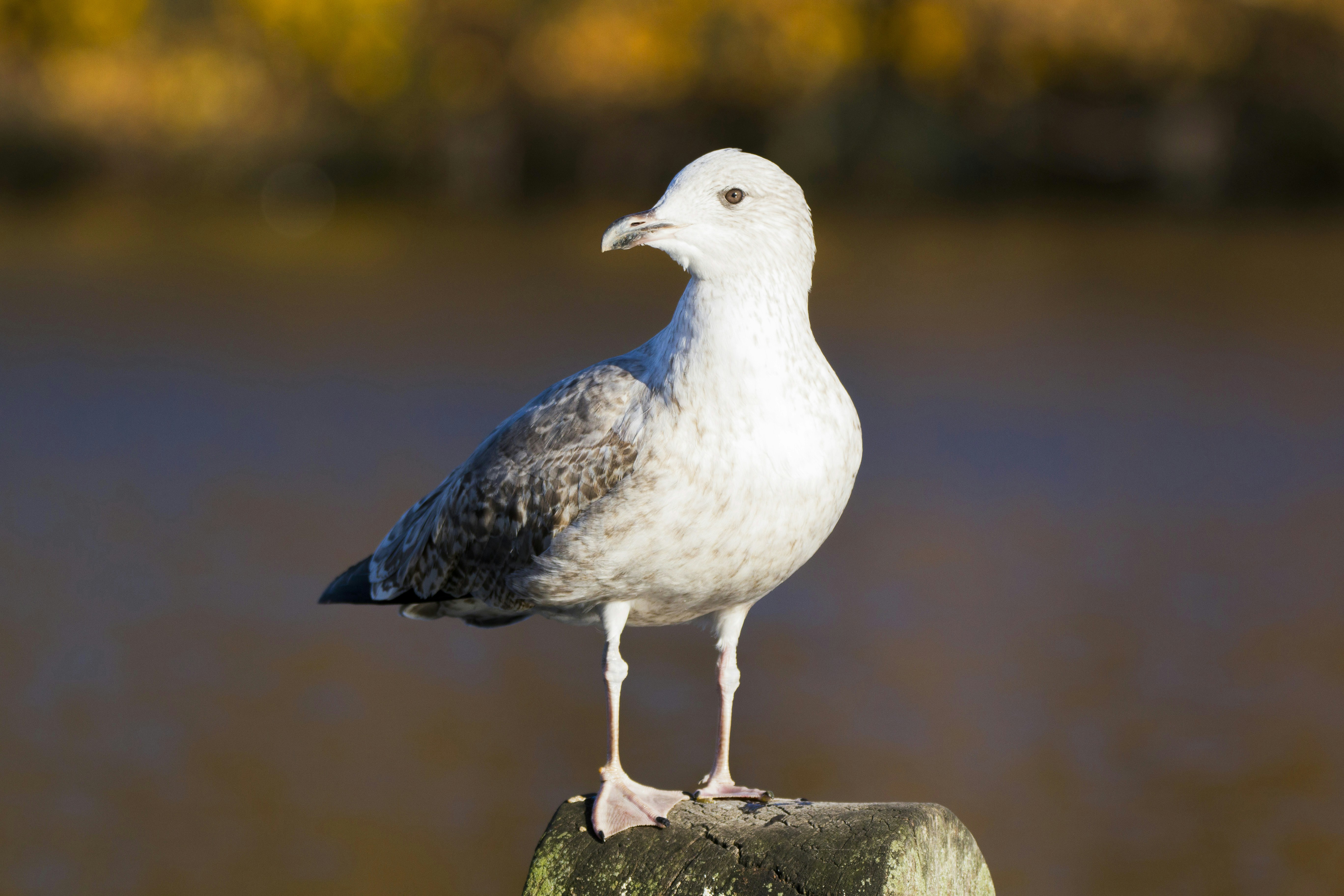 Seated Seabird: a lone gull perches on weathered post against a blurred shoreline