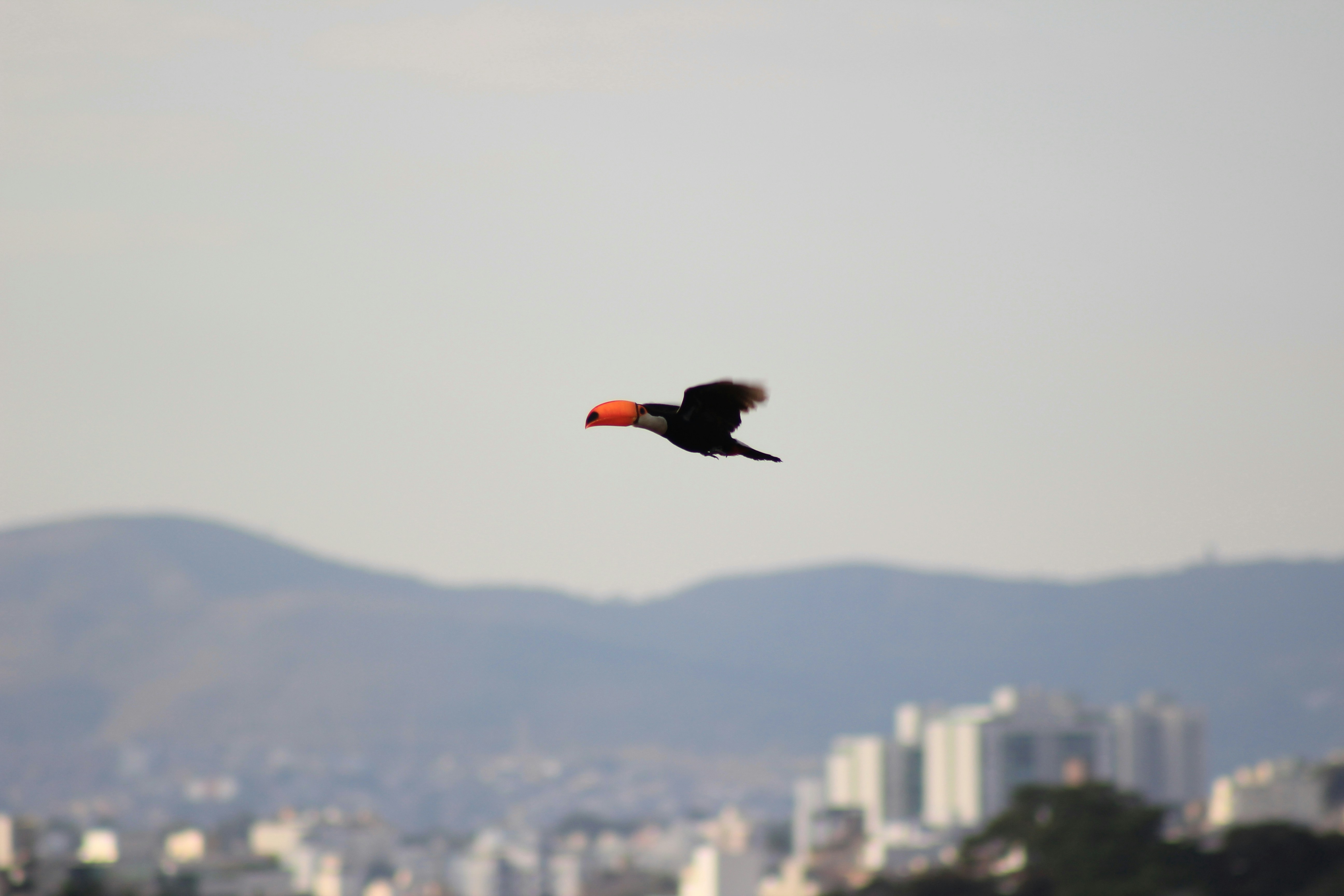 Tropical Red‑billed Blur: A Toucan in Flight Above the Cityscape