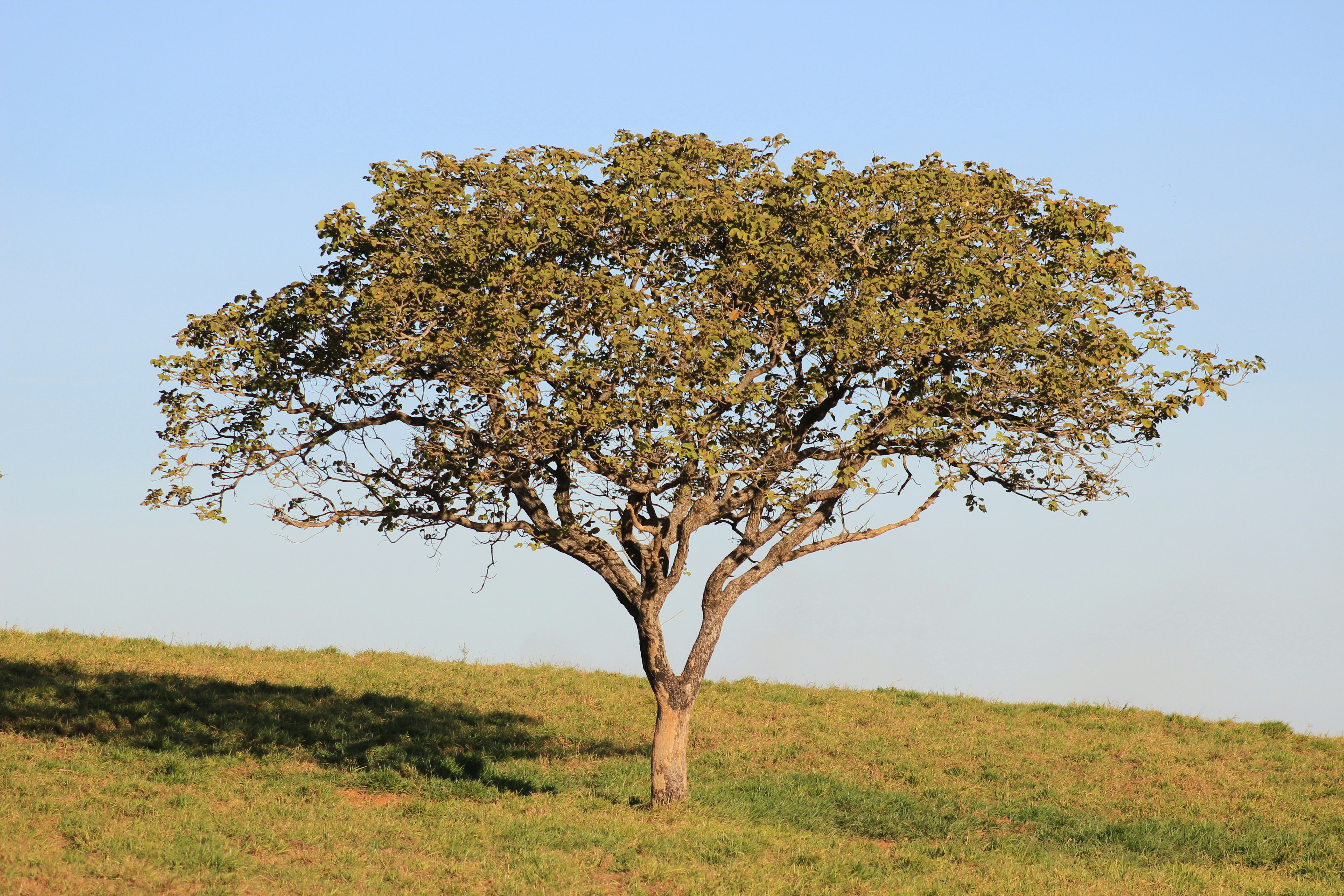 Solitary Arboreal Sentinel on a Gentle Knoll