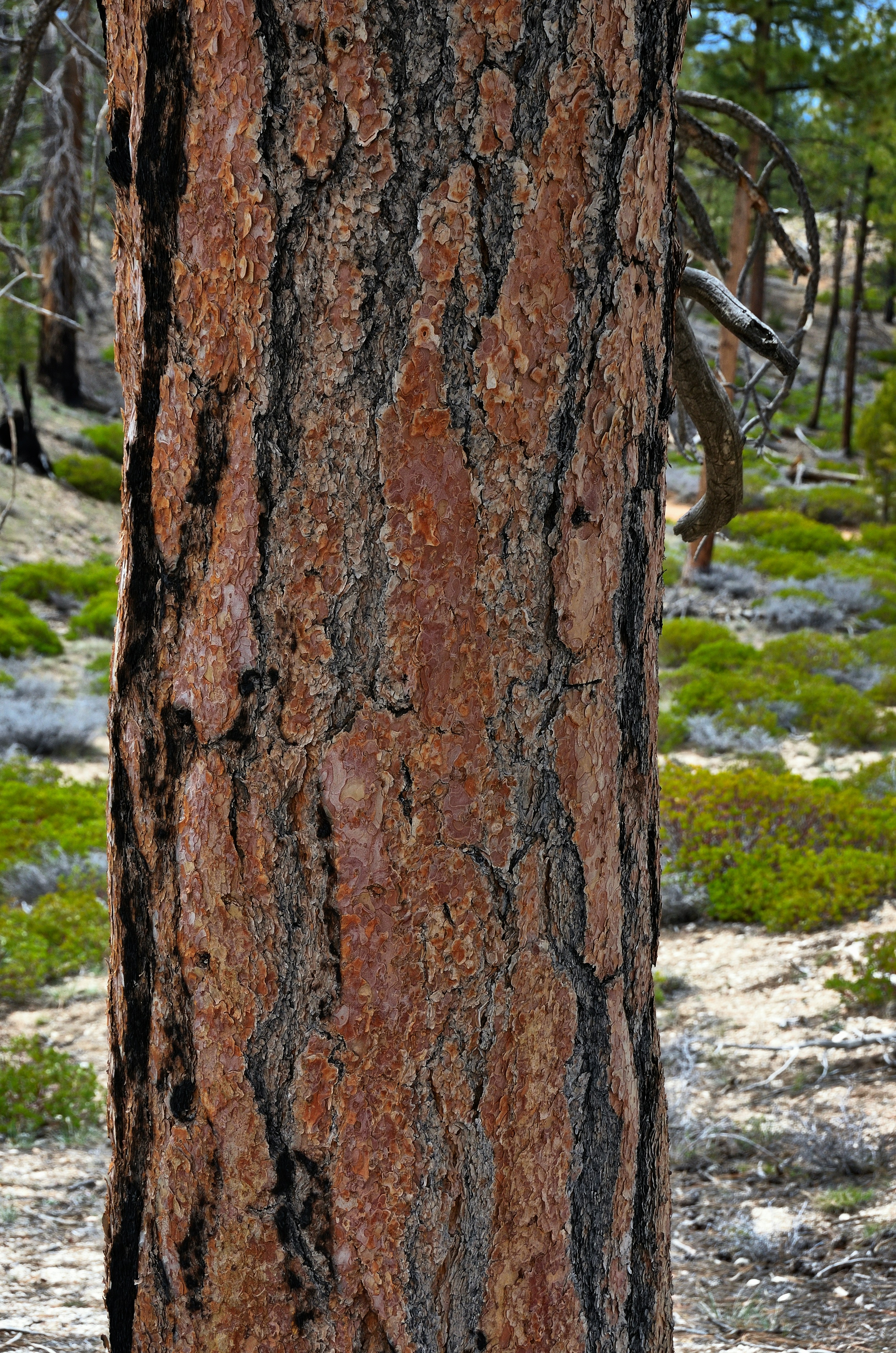 Rugged Bark: A Pine Trunk Reigns Over a Sparse Alpine Patch