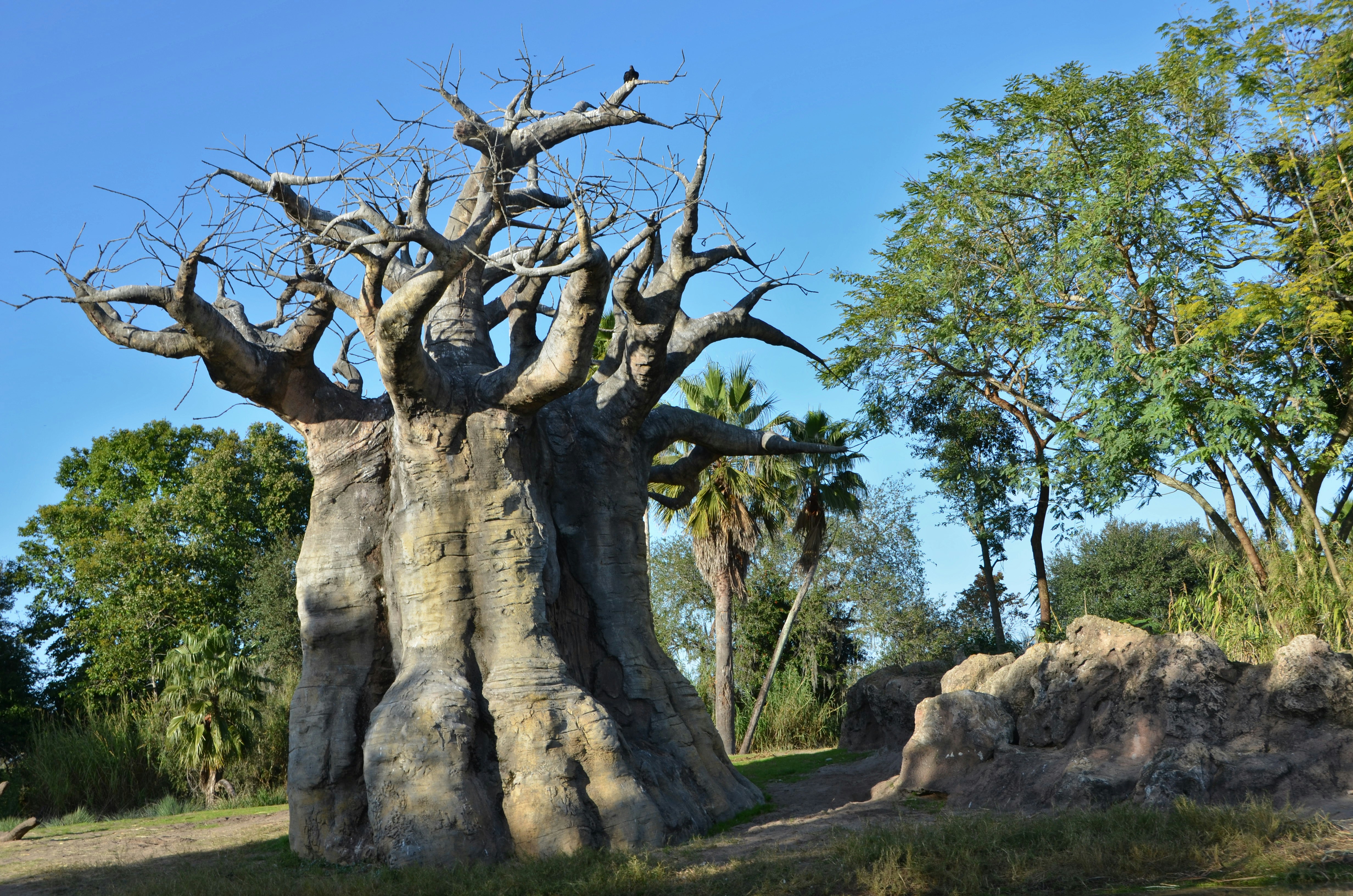 Ancient Tree of Gnarled Giants at Sunset Park