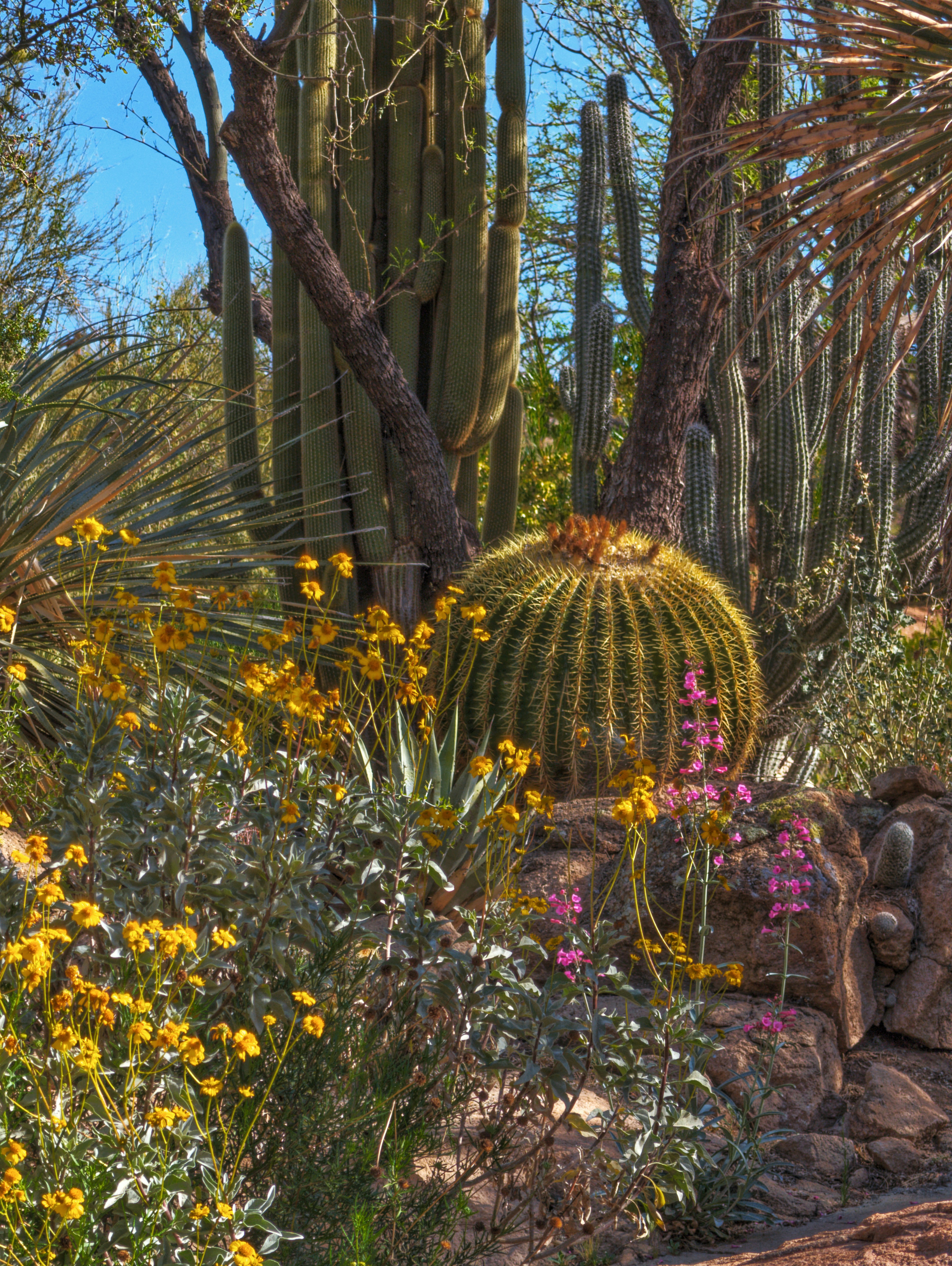 Desert Garden in Bloom: Barrel Cactus Embraced by Bright Florals