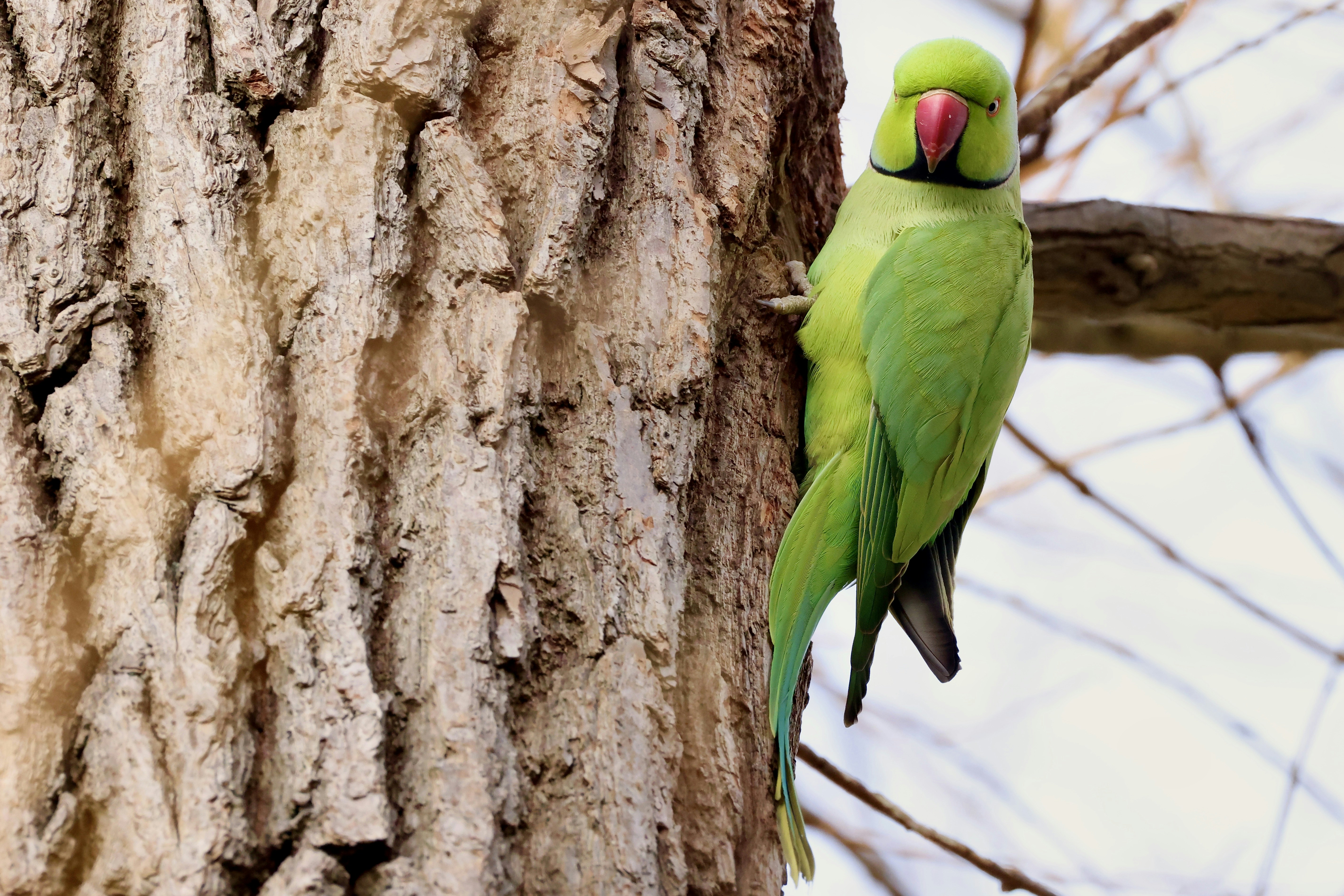 Emerald Parrot Perched on Tree Trunk — Eye of the Forest