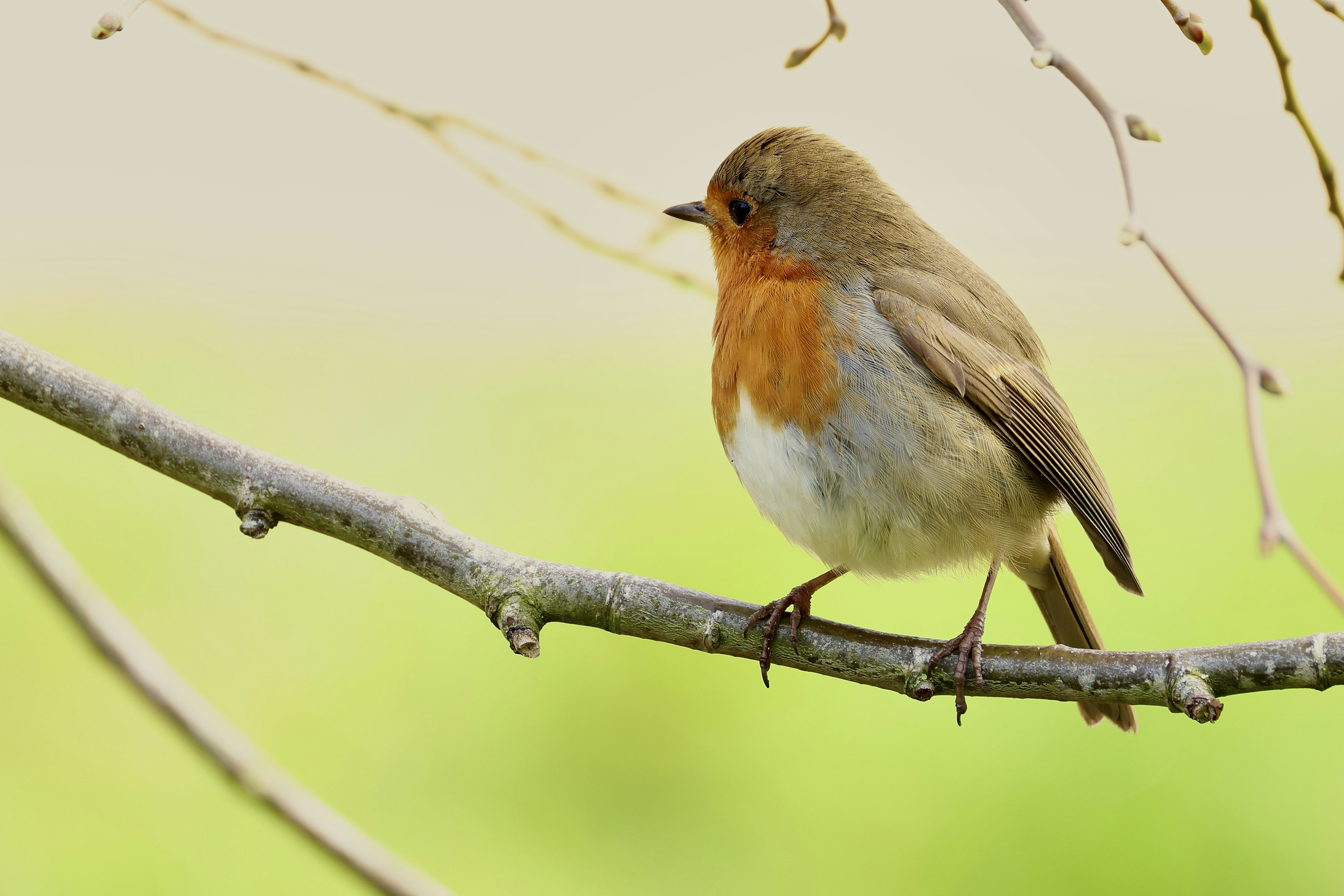 Robin on a sunlit branch: a portrait of quiet resilience