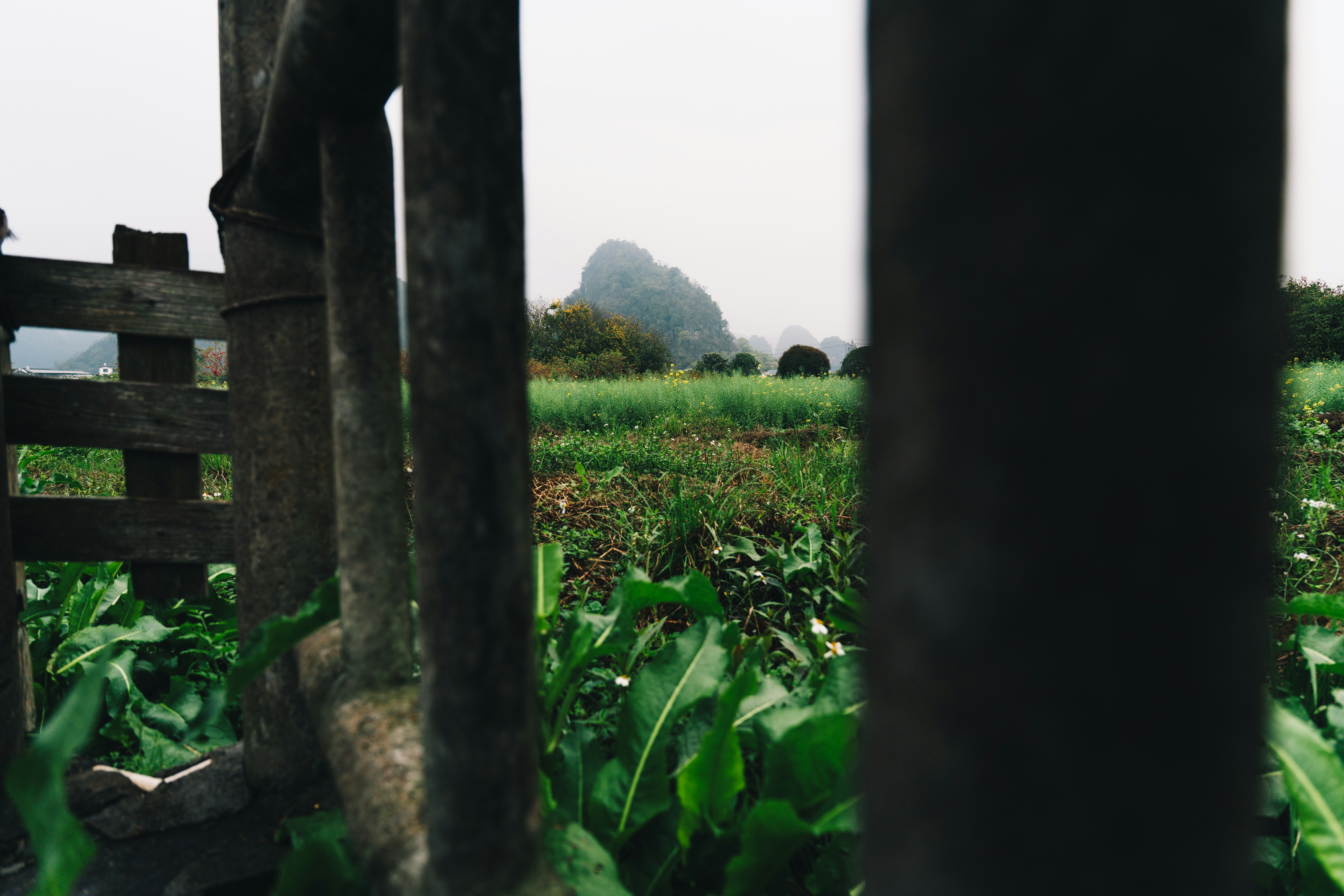 Between Wooden Gateposts: A Quiet Field Peeks Through the Garden