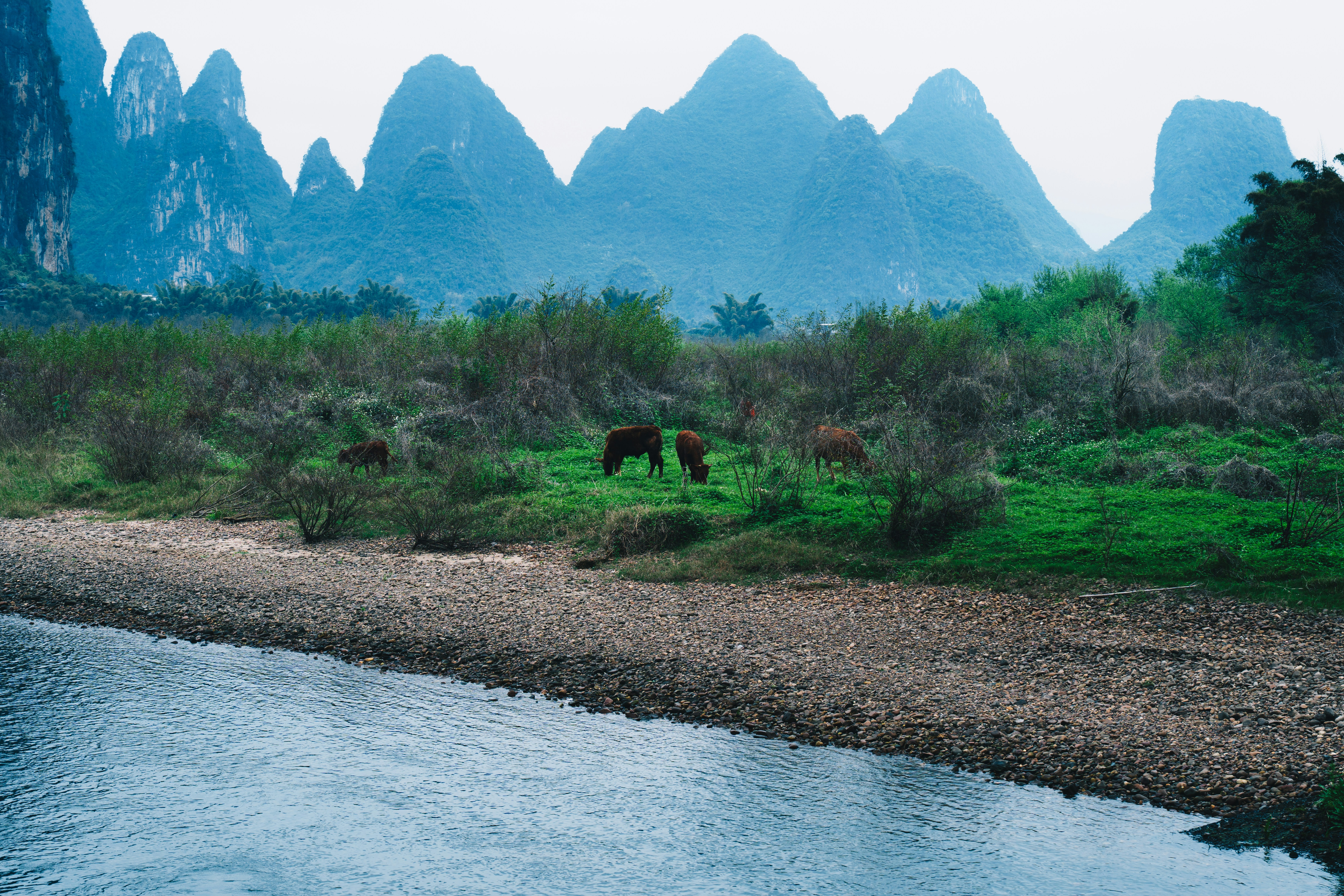 Cattle in a Quiet Riverside Valley Under Limestone Peaks