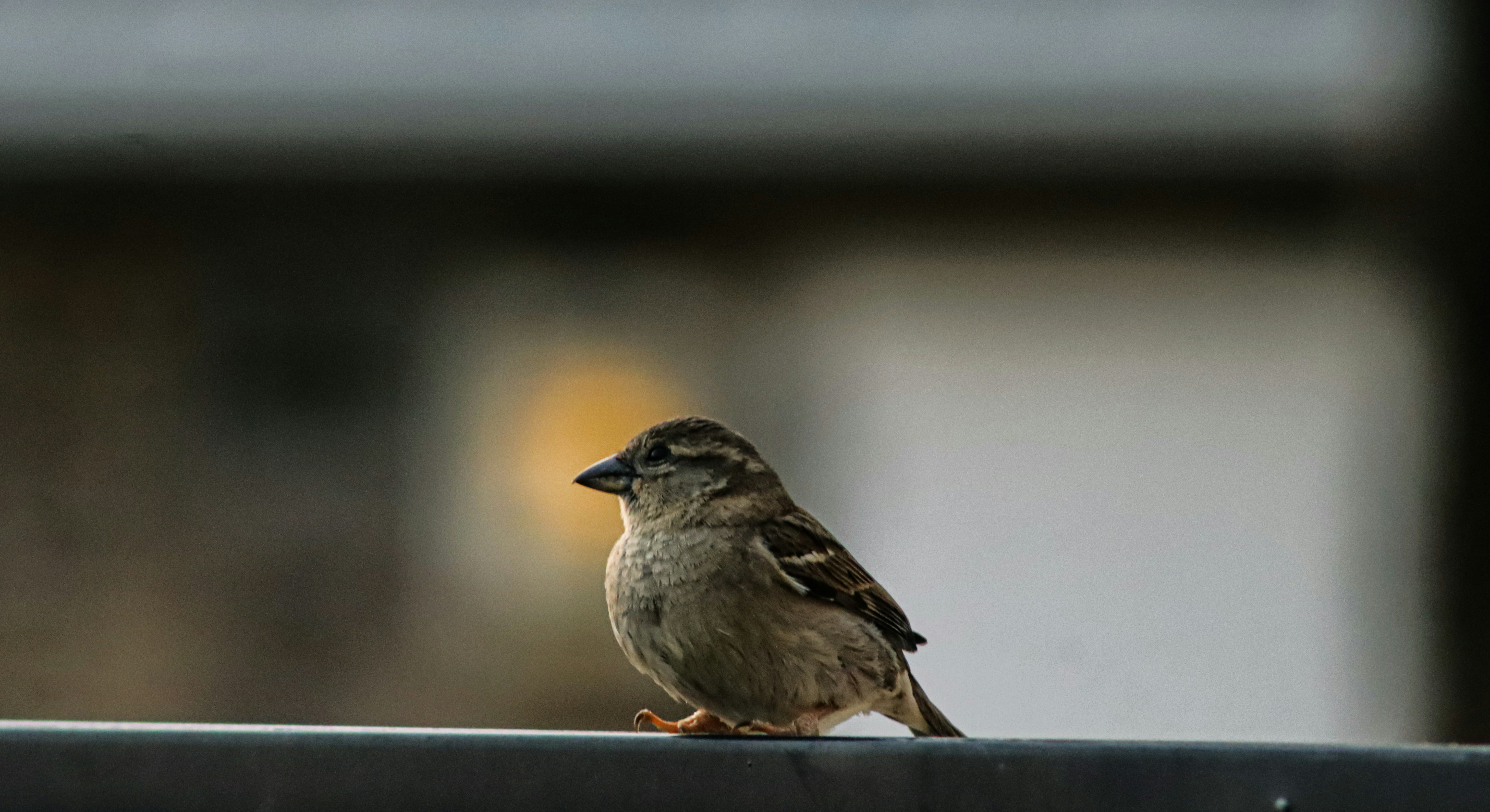 Scarlet-Breasted Nook: A Sparrow Perched on a Rail