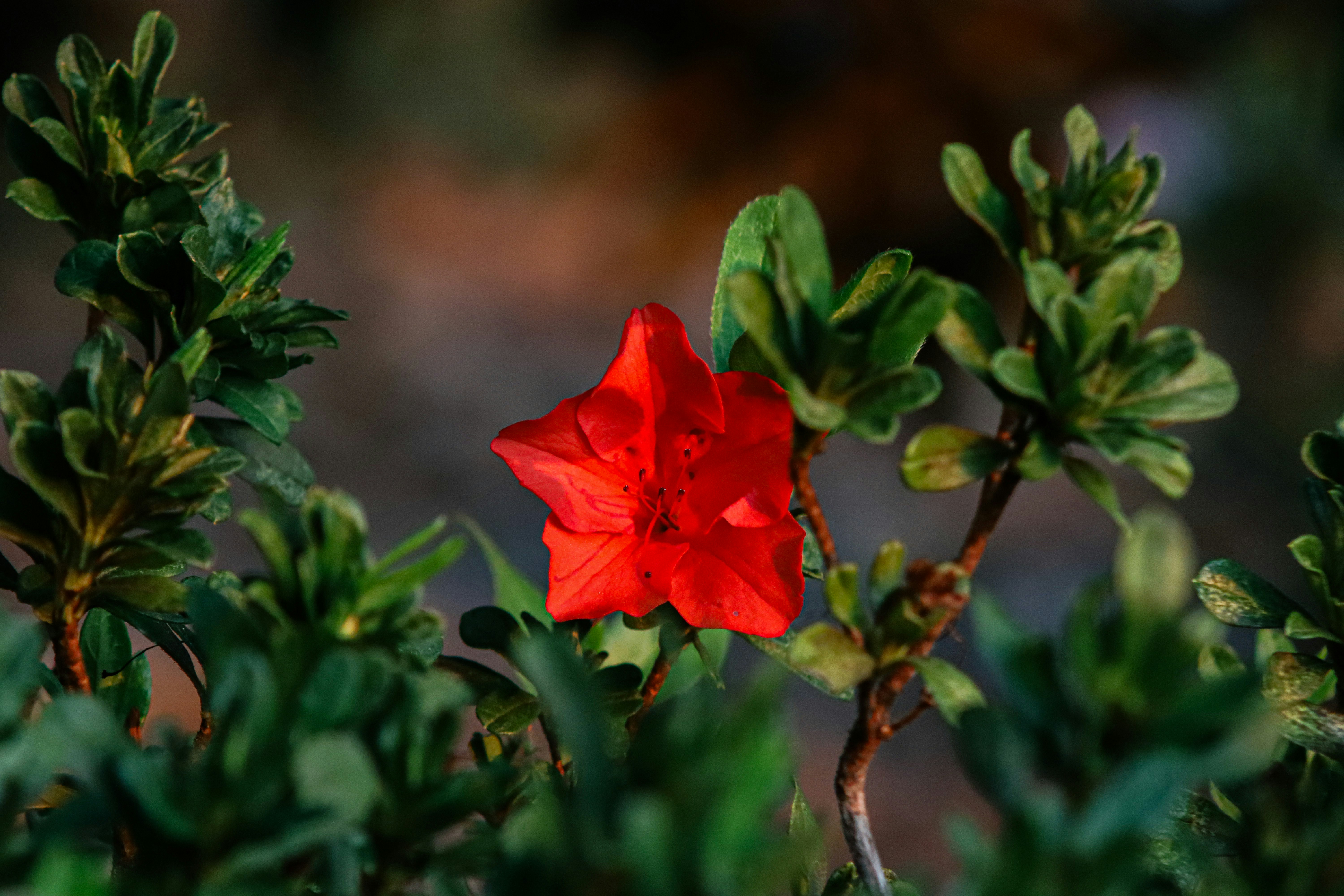 Crimson Bloom in Quiet Greens
