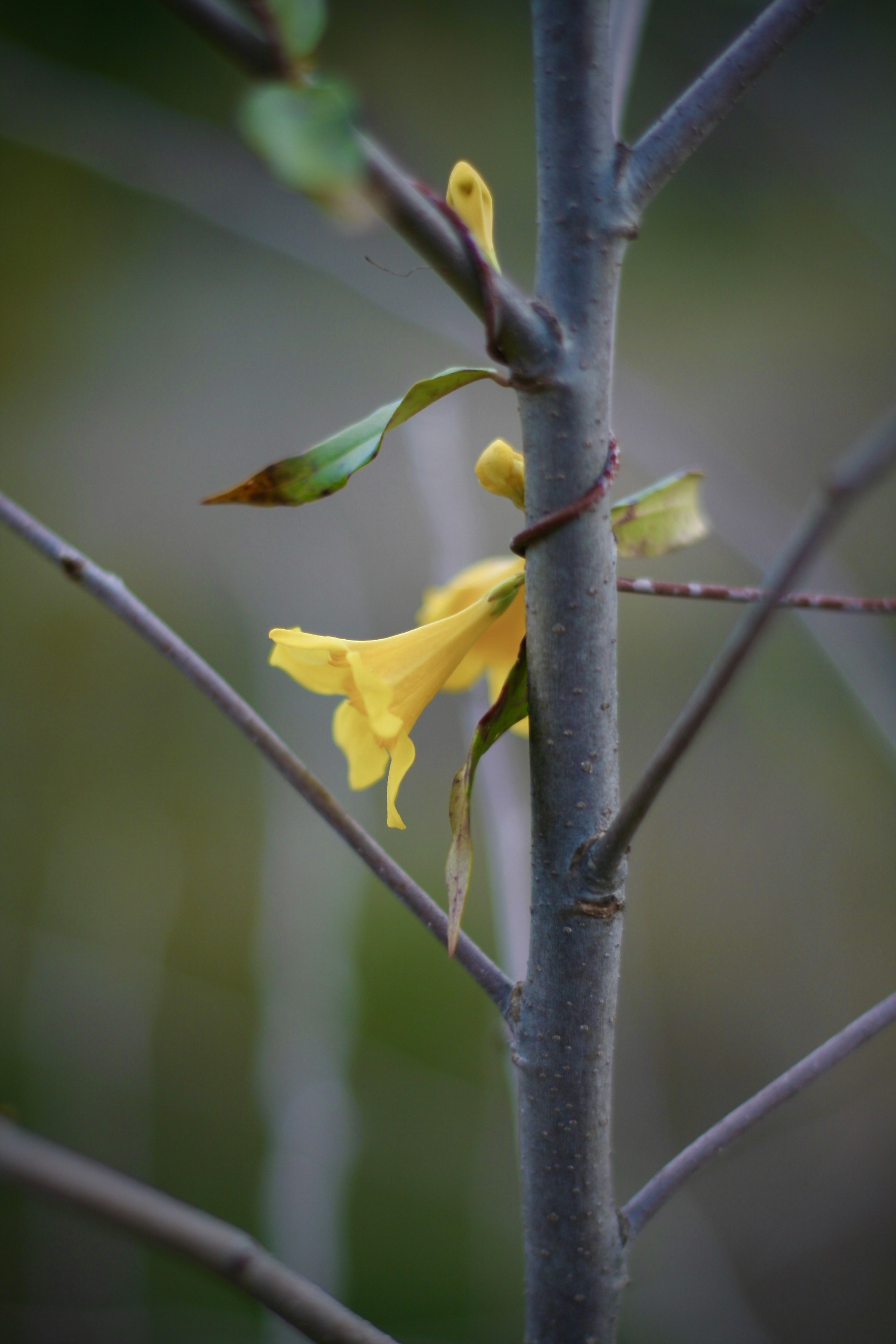 Yellow bloom emerging through slender branches