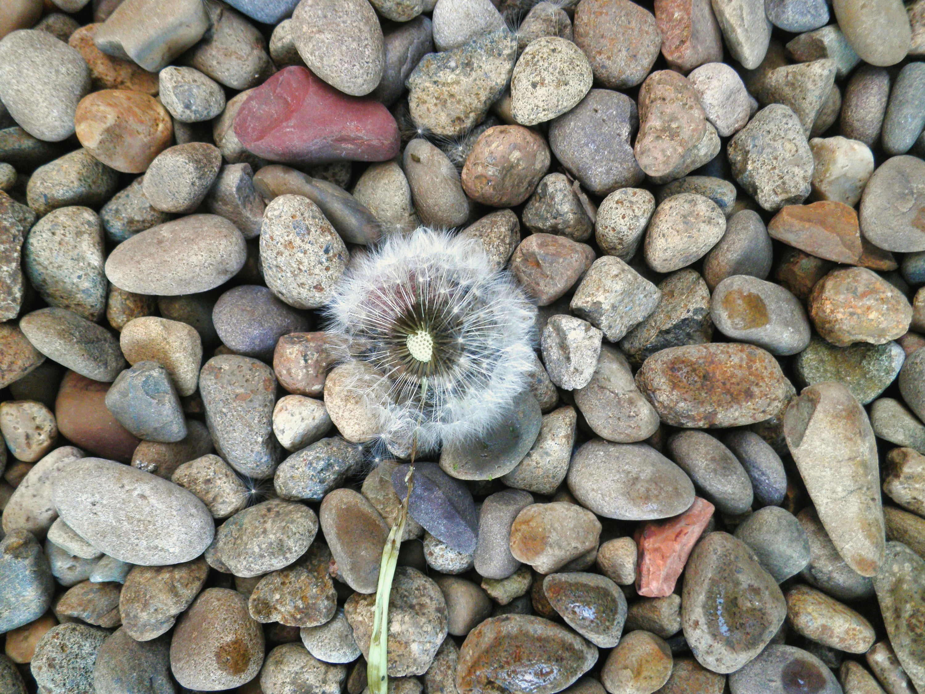 Looking down at a daffodil.