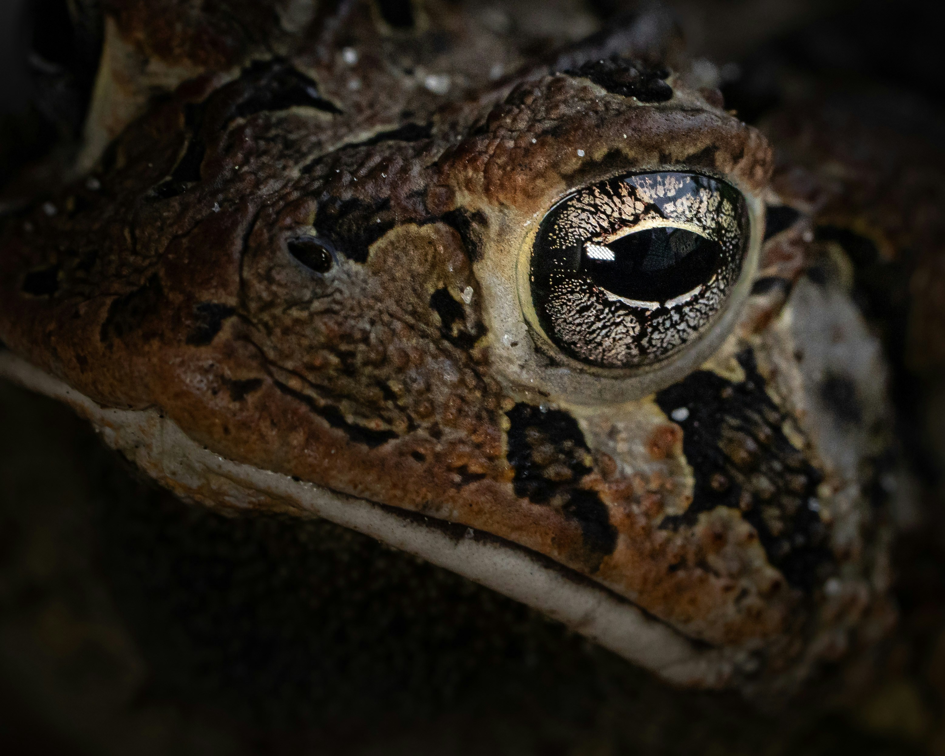 Moonlit Gaze: Close-Up of a Frog’s Eye in Shadowed Texture