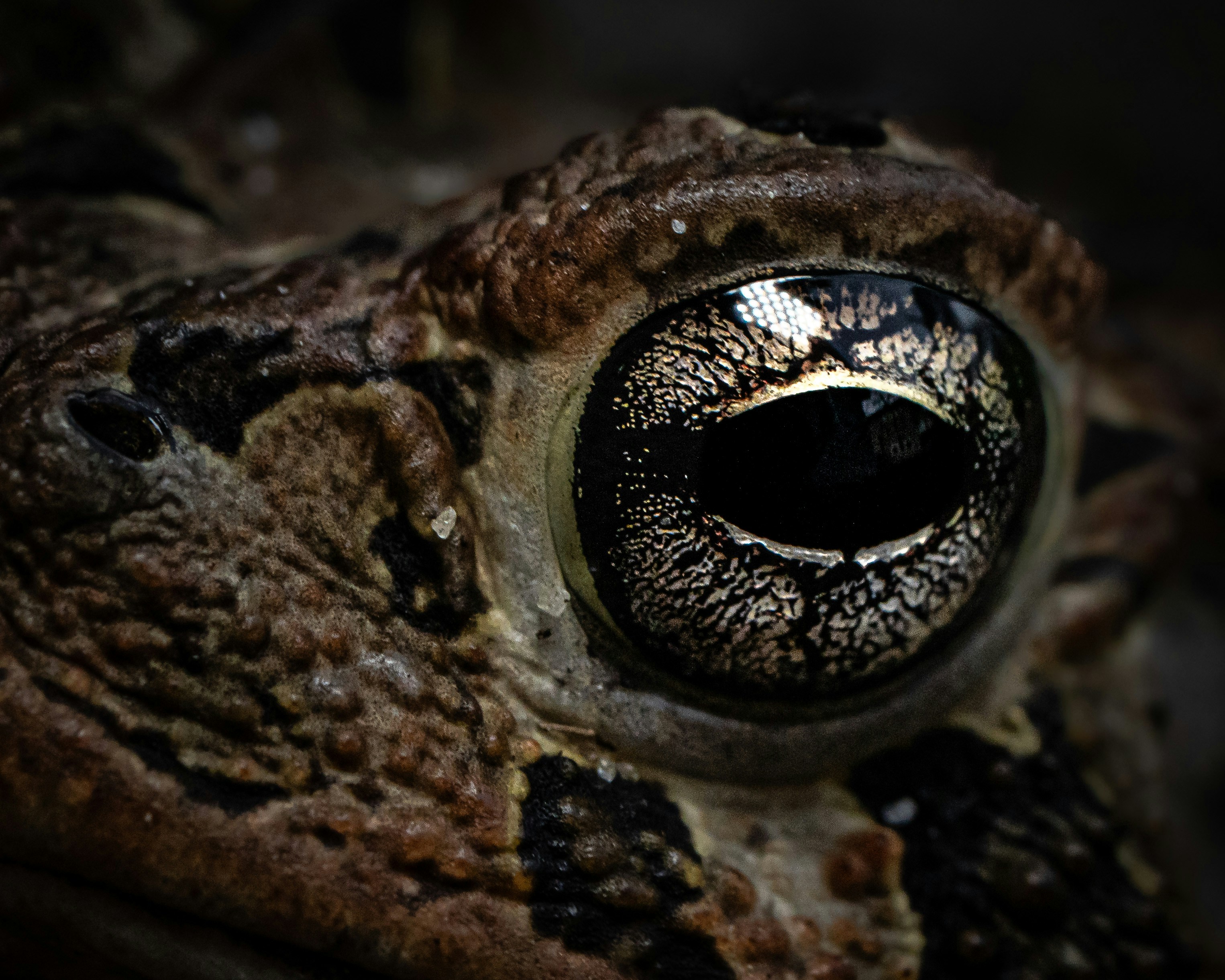 The Gaze in Macro: Eye of the Toad