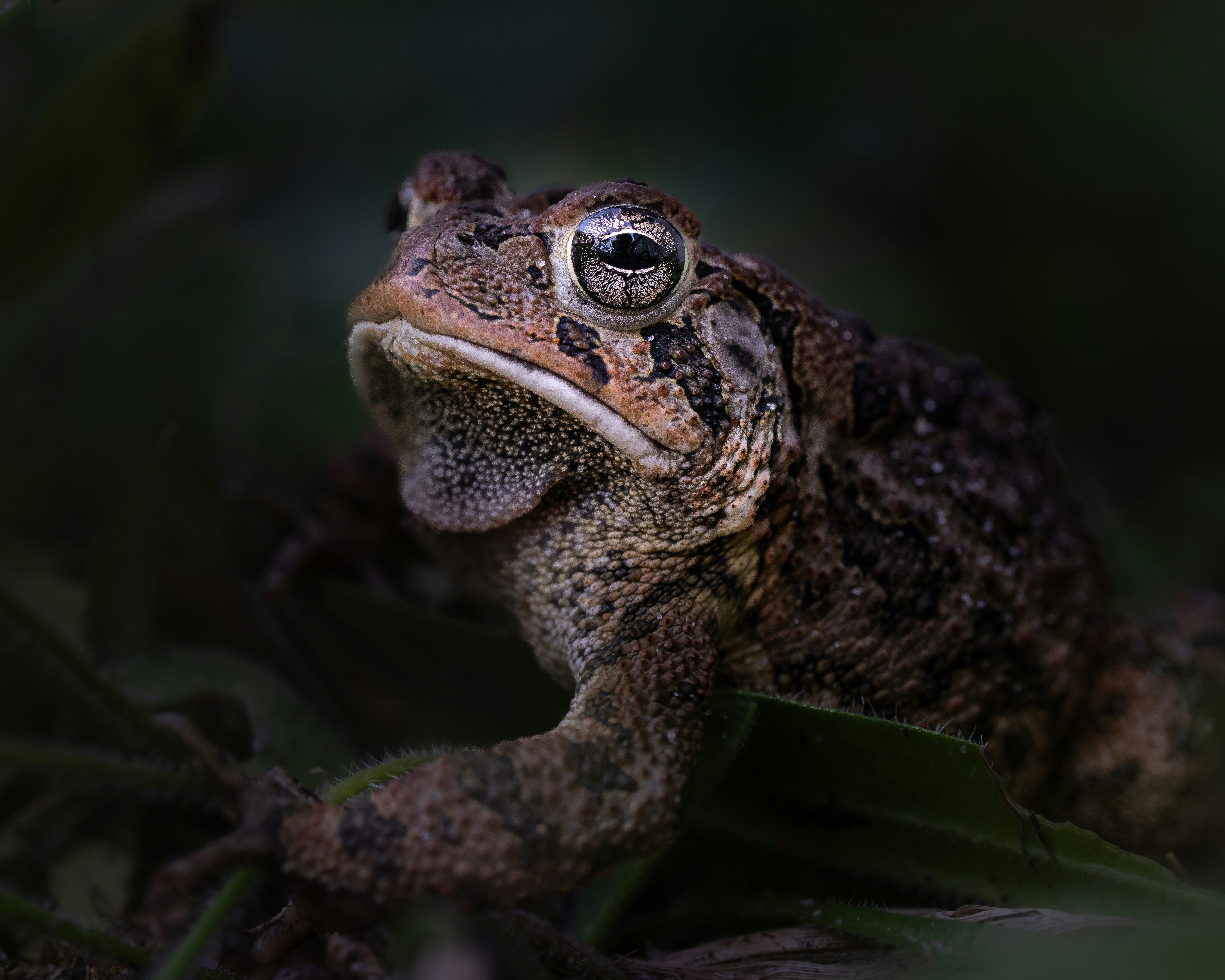 Close-Up of a Stoic Toad Amid Leaves
