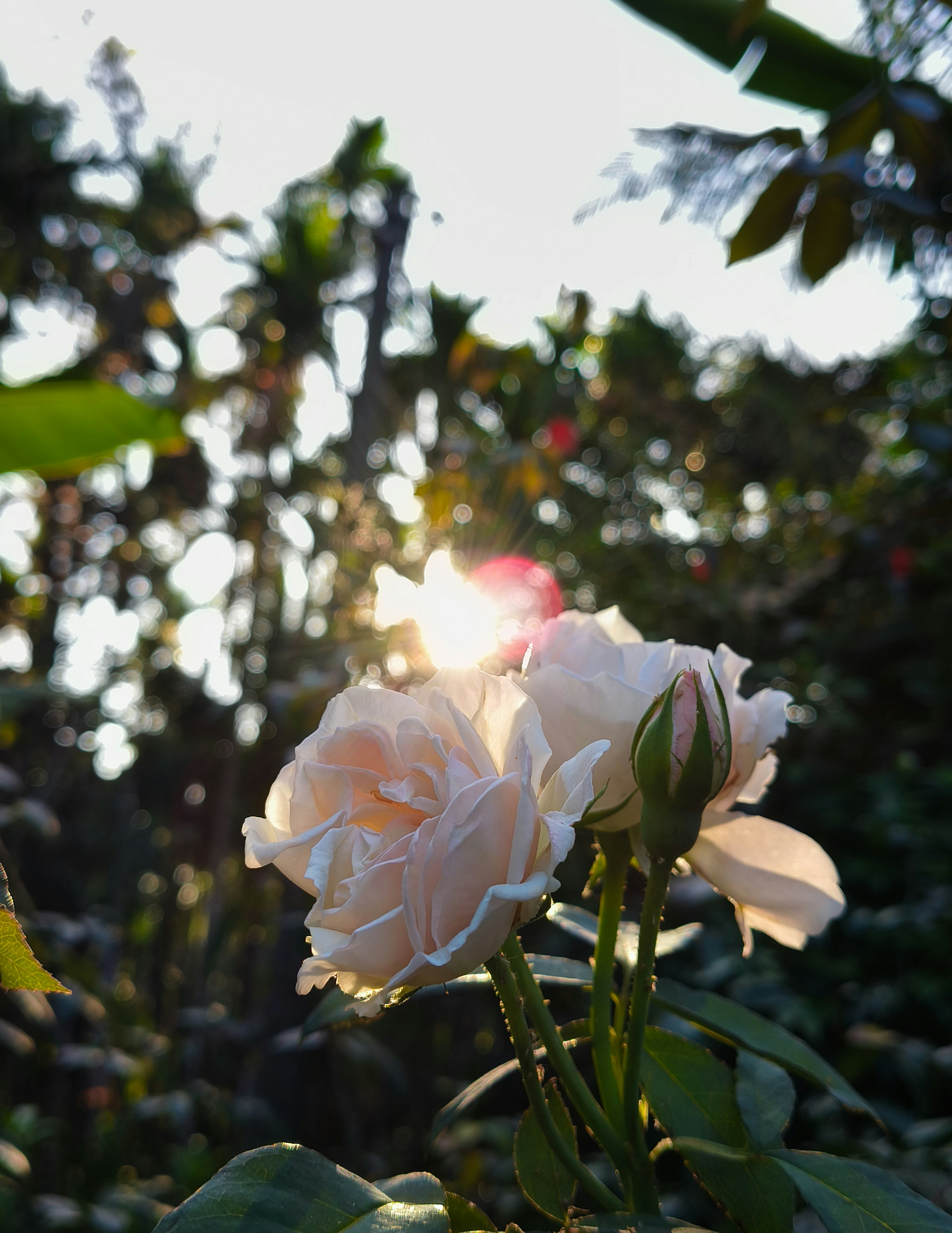 Soft-Backlit White Roses in a Sunlit Garden