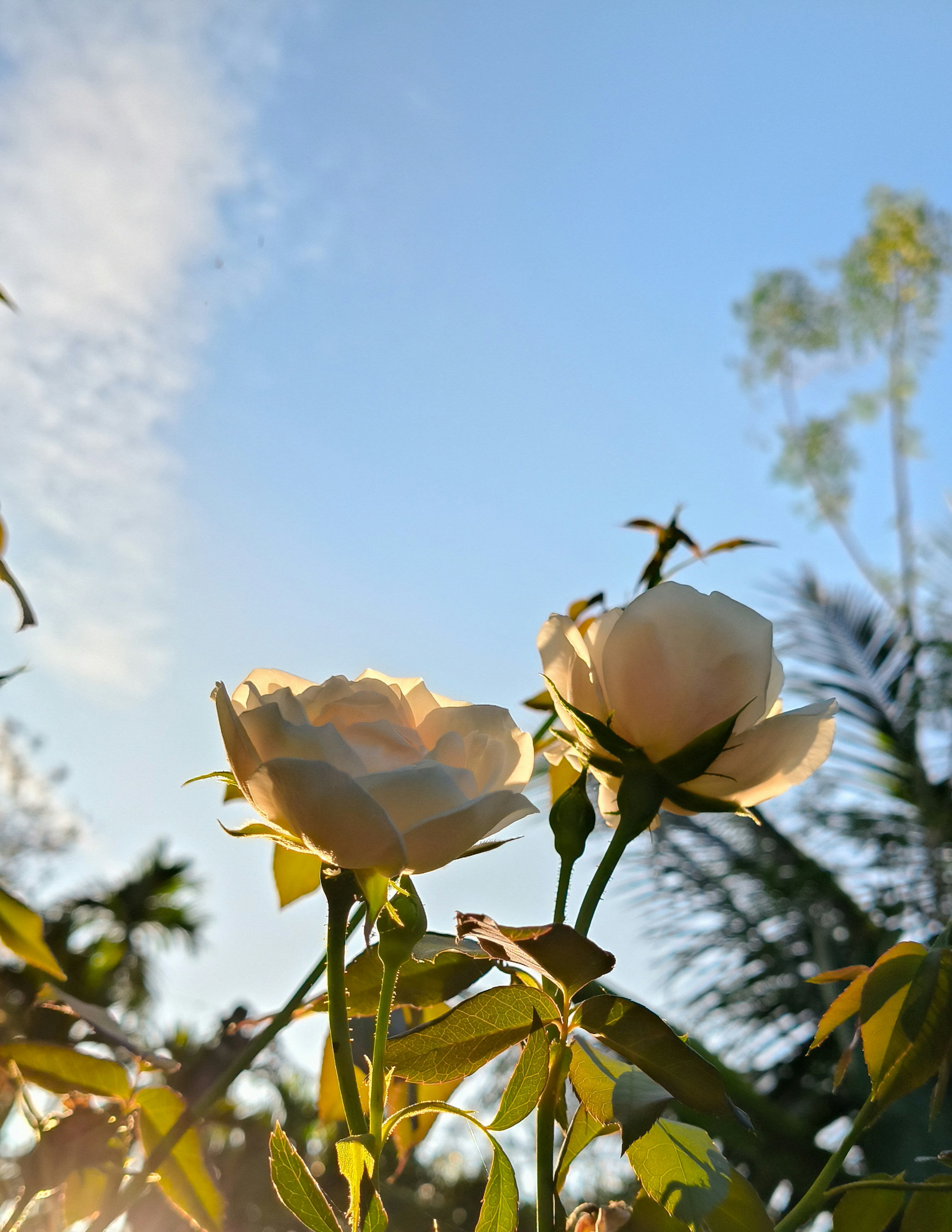Sunlit Roses Against a Clear Sky