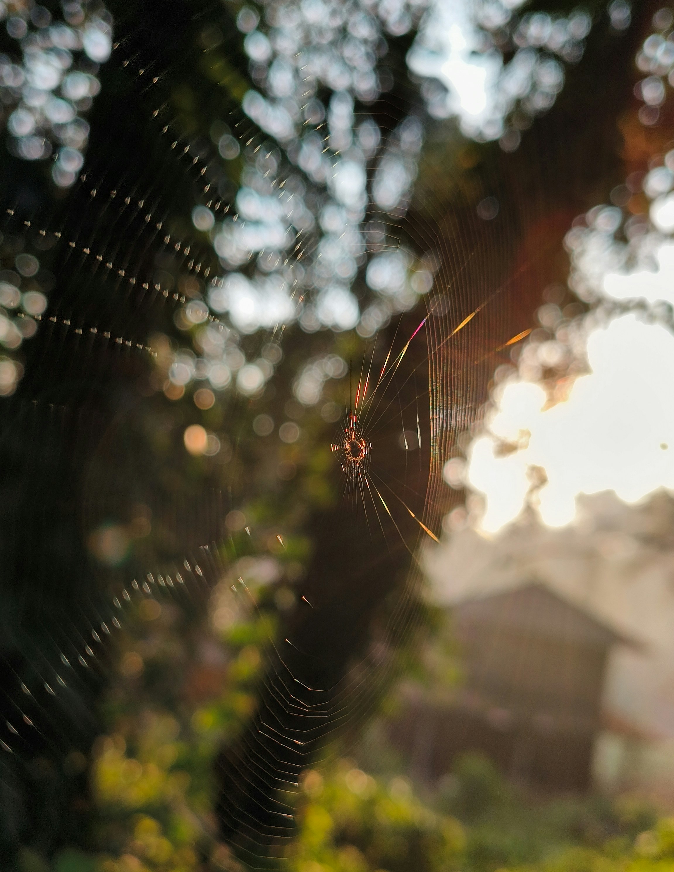 Silken Center: a spider’s web catches dawn light