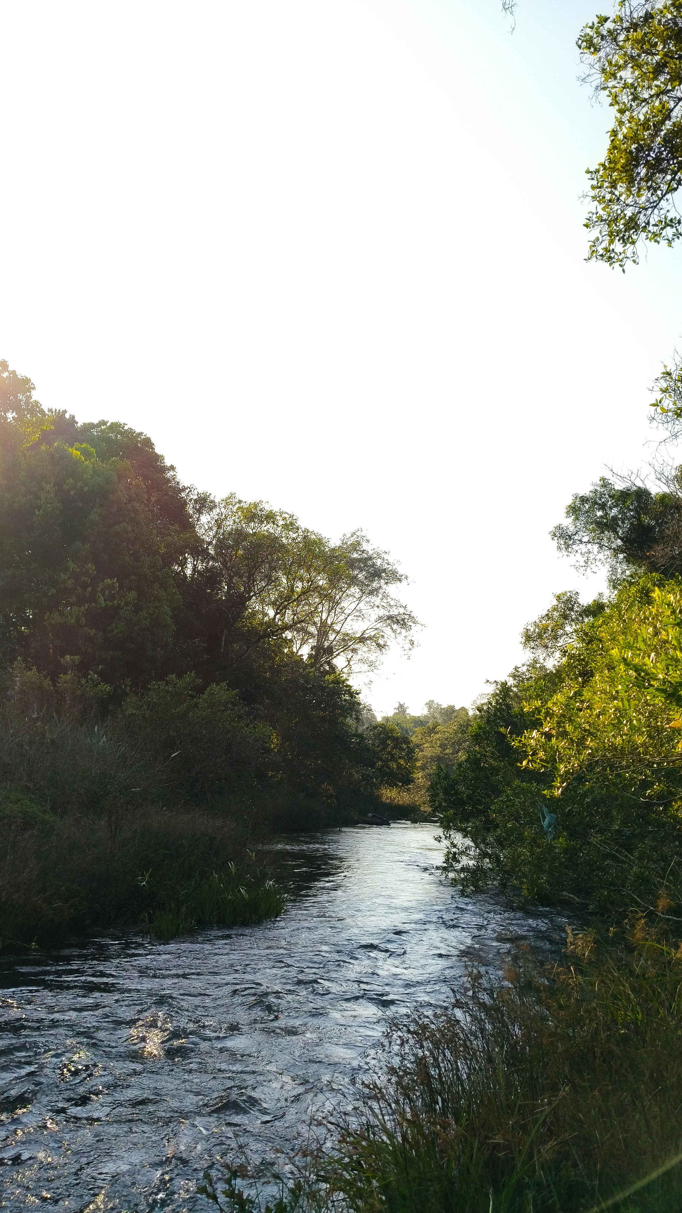 River Veil: Dappled Light Through the Riverside Woods