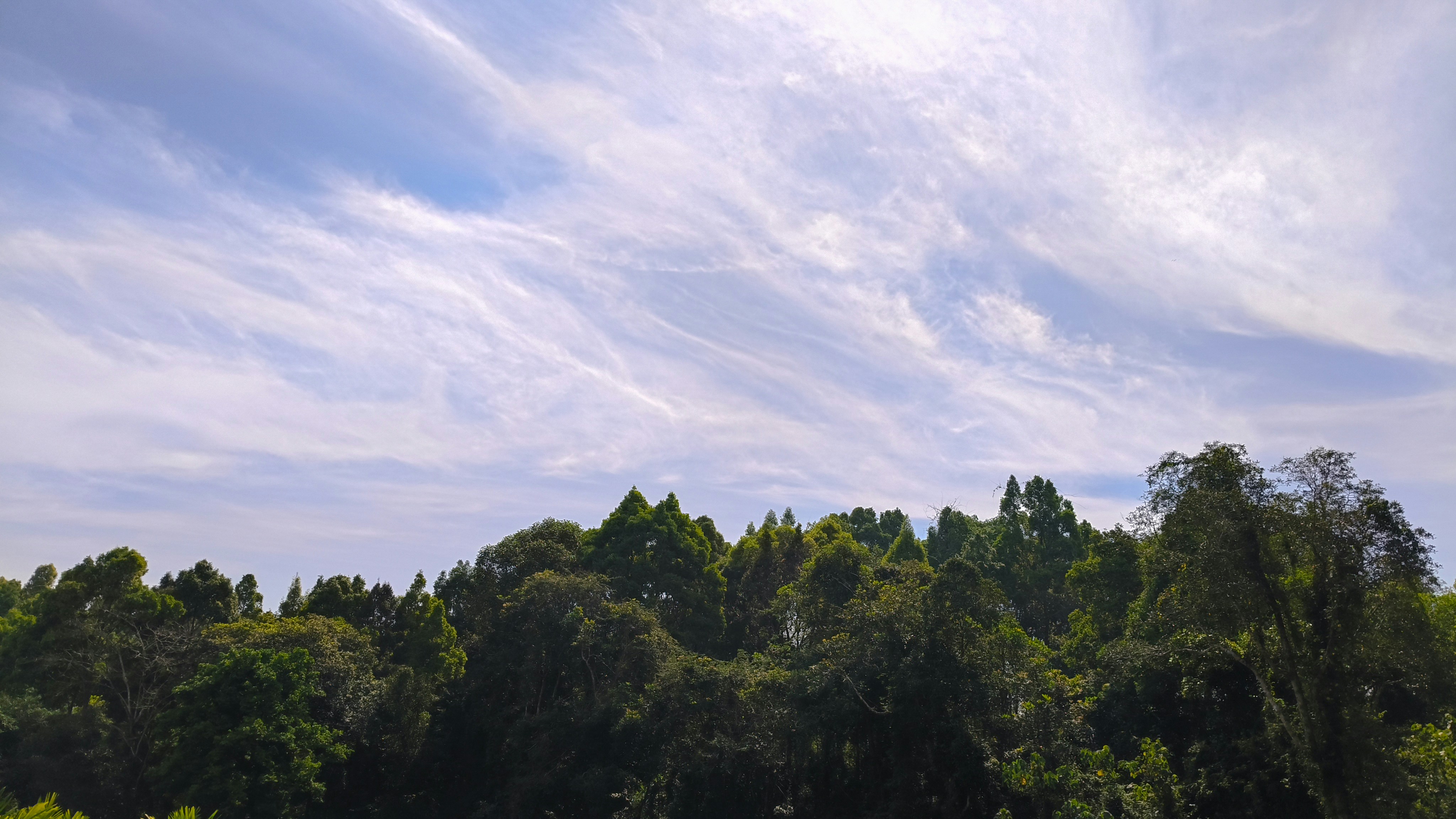 Skyline over a Quiet Canopy