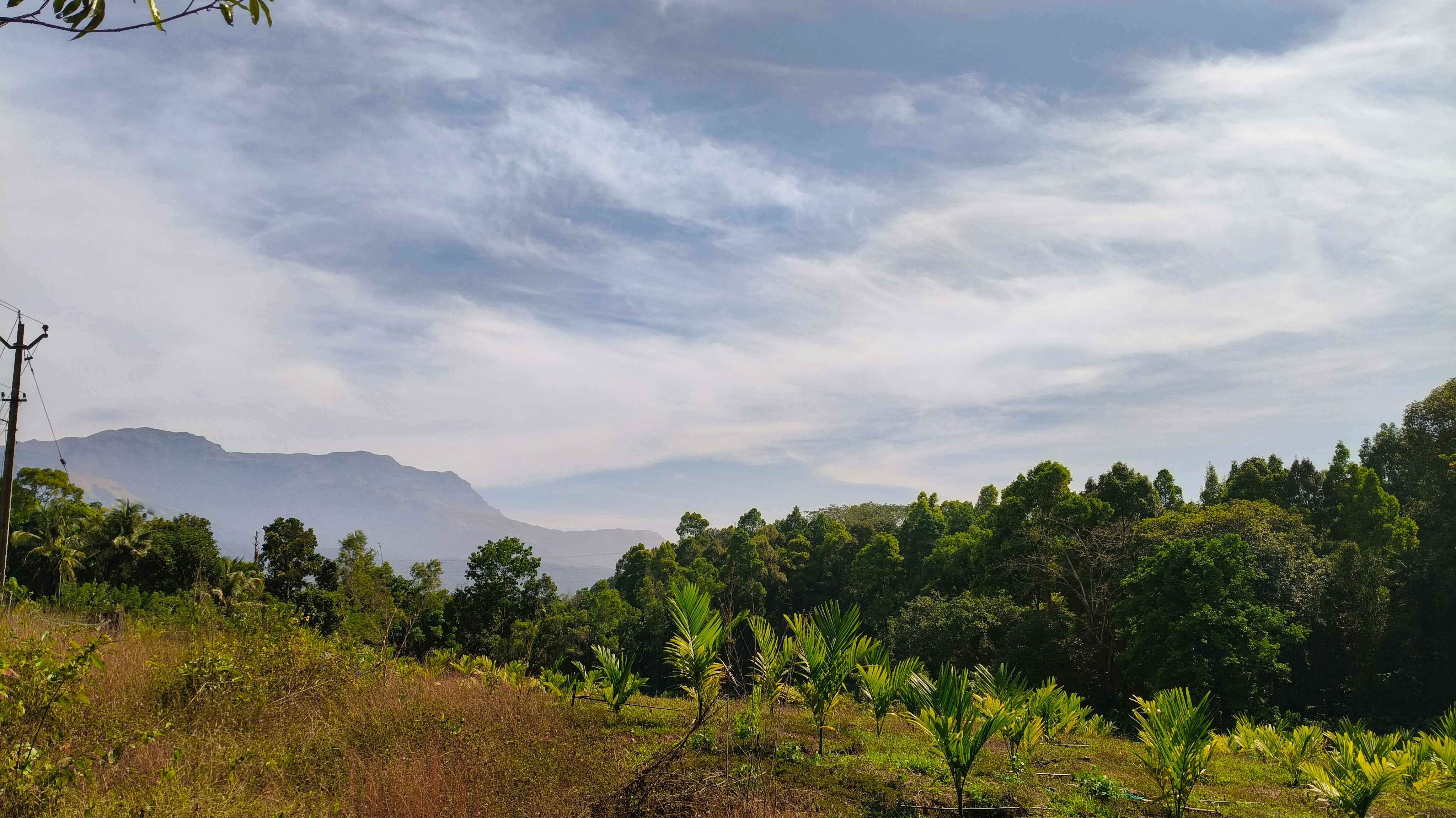 Horizon of Green Giants under a Wisp of Sky