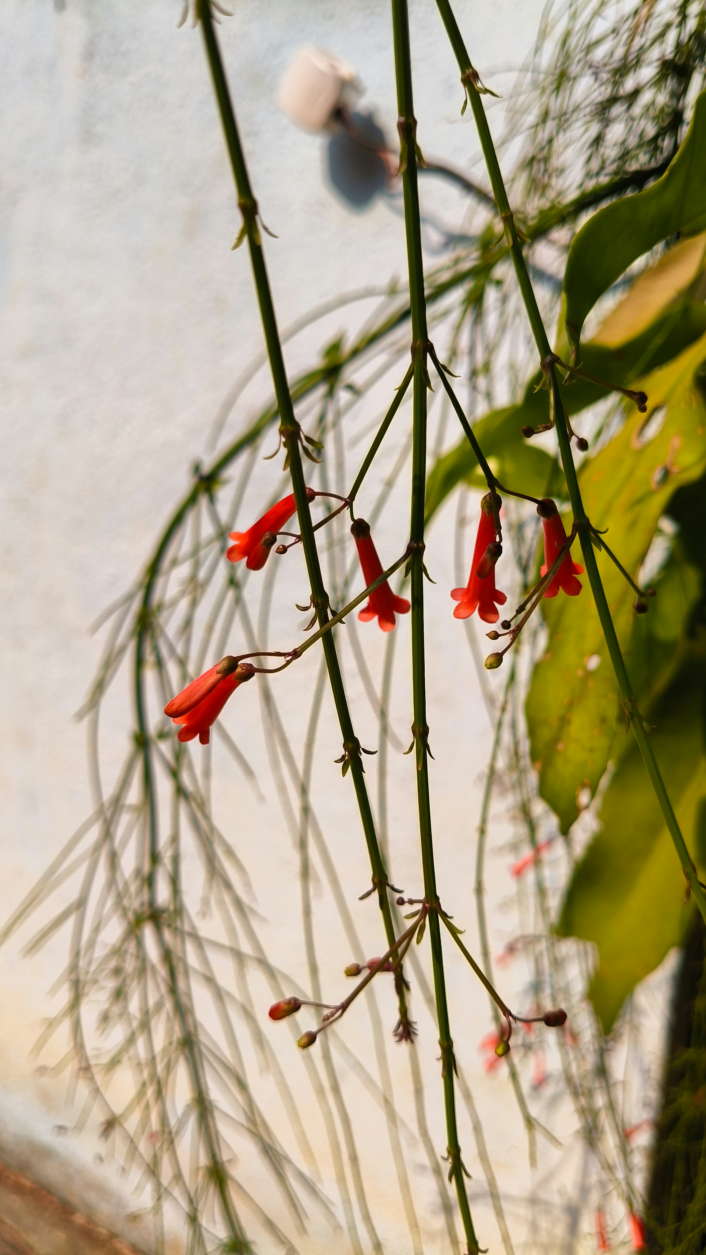 Red tendrils and coral blossoms: dangling stems in soft focus garden light