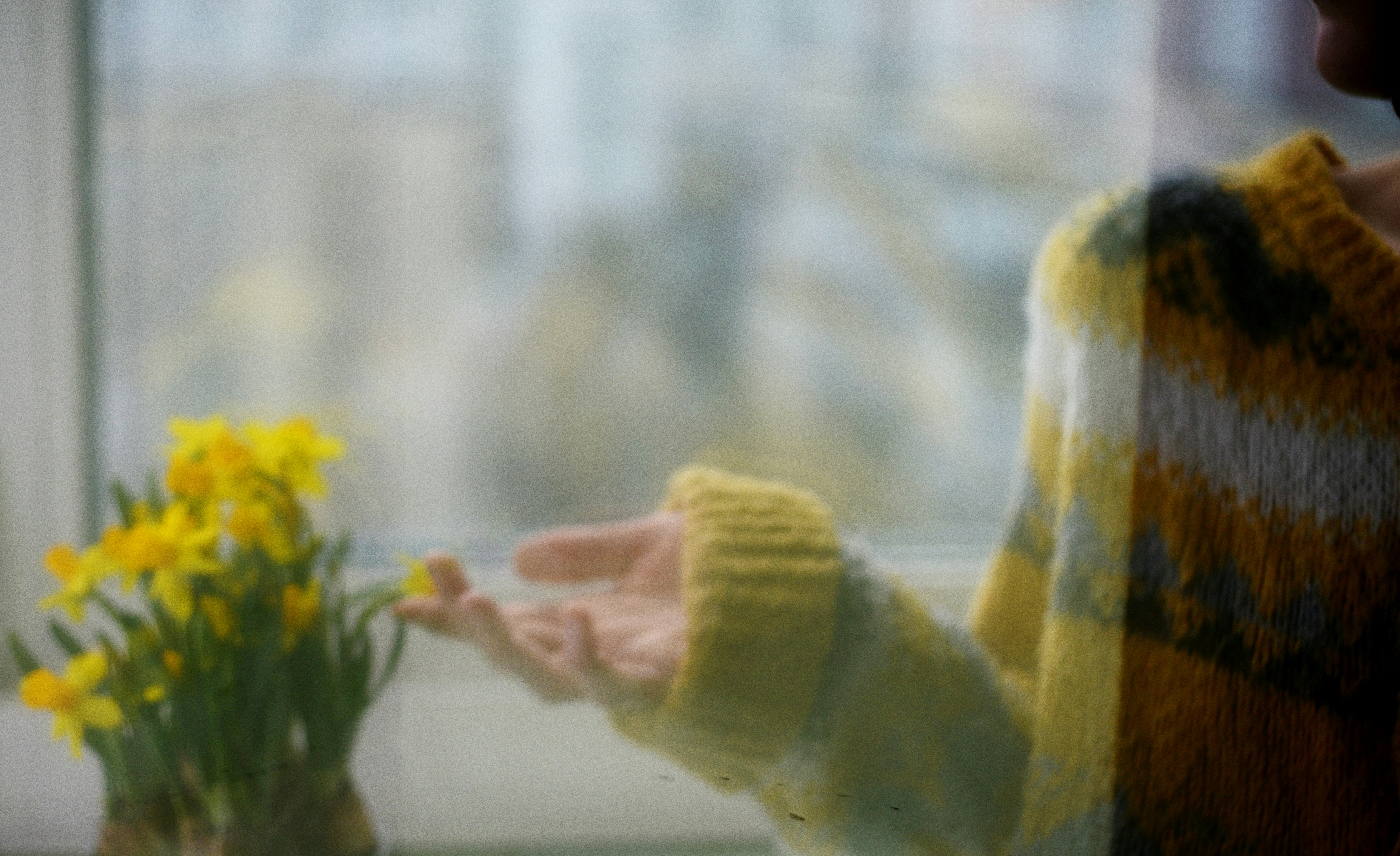 Warm Gesture at the Window: A Hand Reaches for Sunlit Daffodils