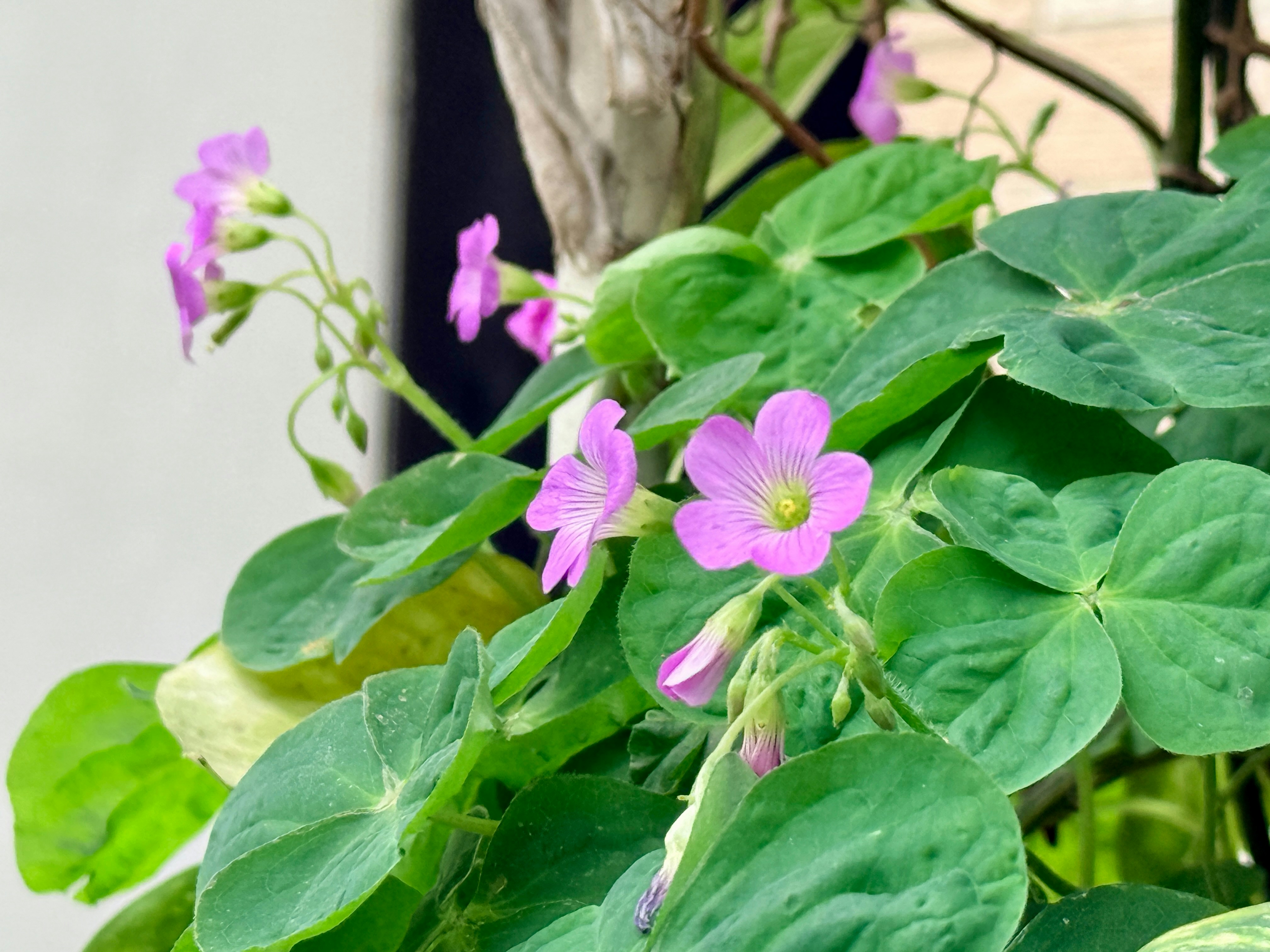 Pink blossoms amid glossy green leaves on a climbing plant