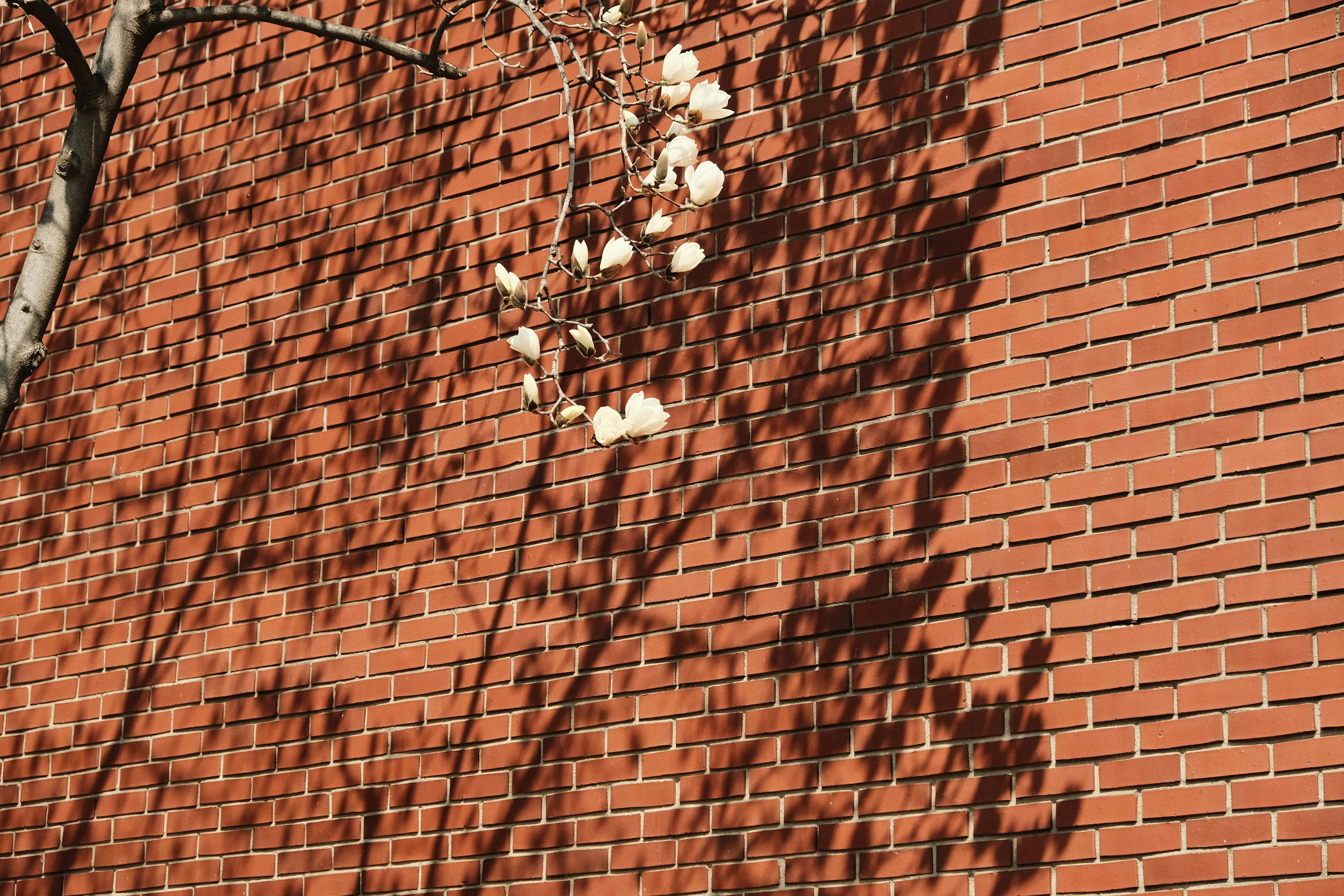 Blossoms and Shadows on Brick Facade