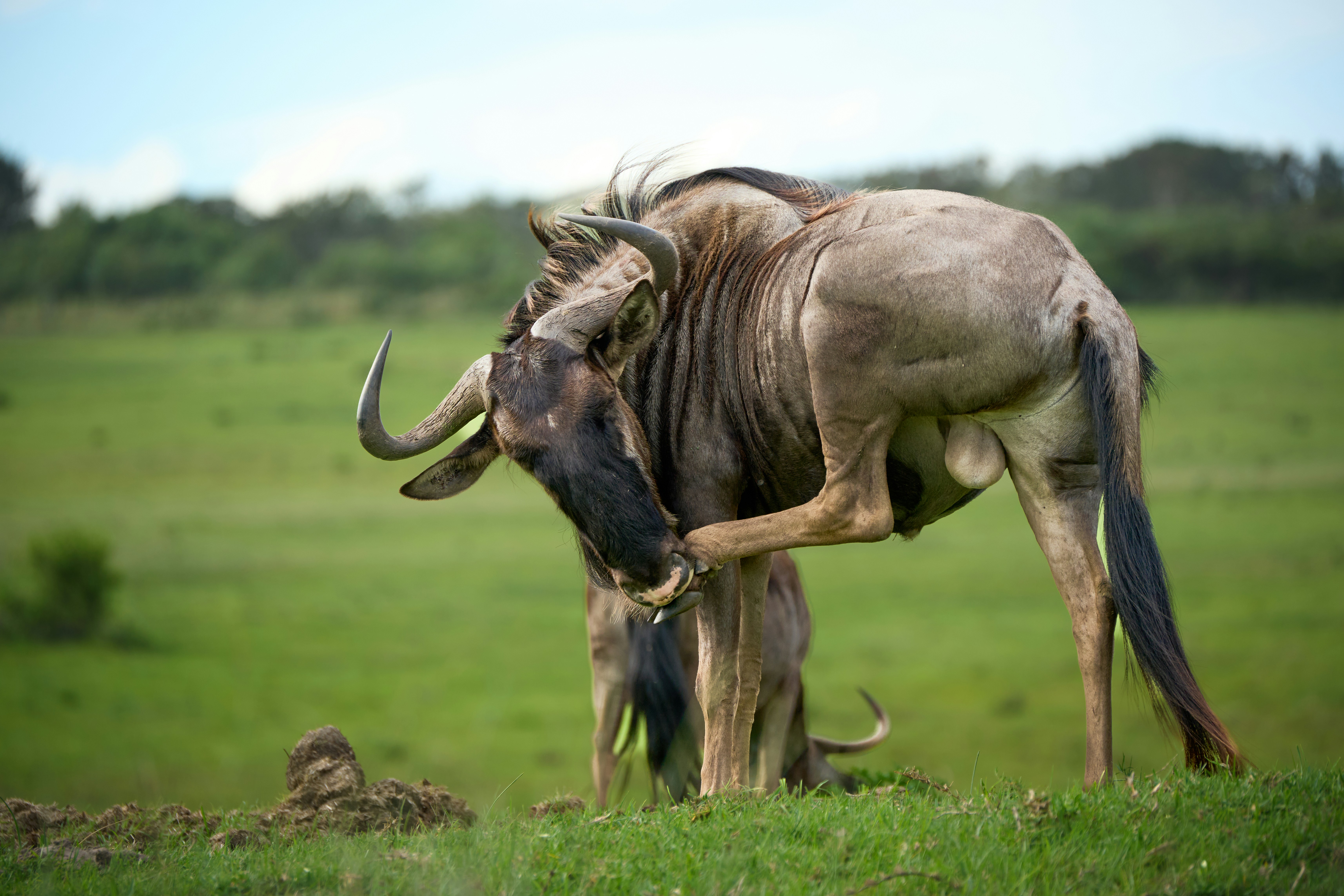 Two Serengeti Giants: A Quiet Moment Between Horns