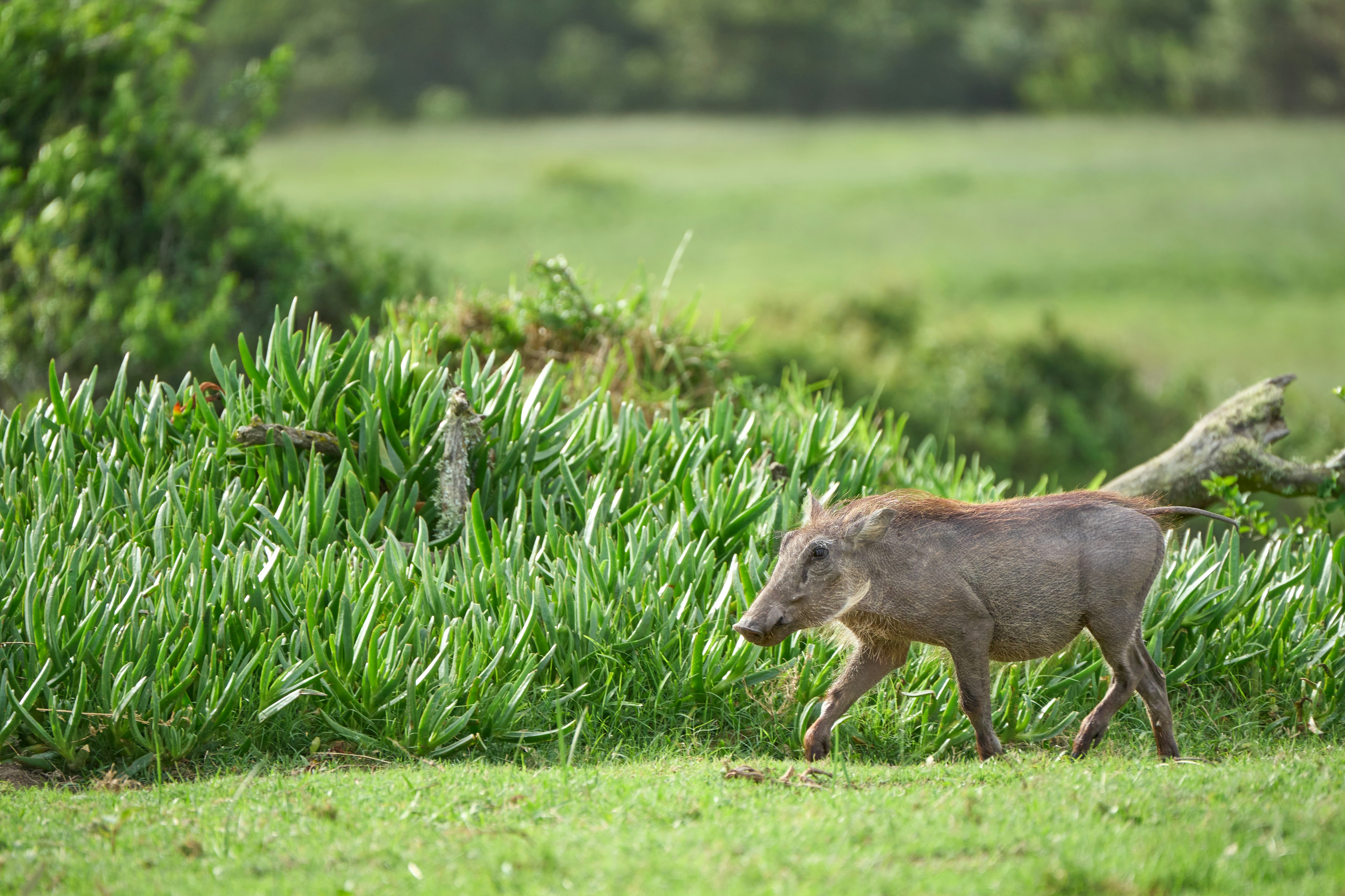 Warthog destined path: a lone trek across a sunlit clearing