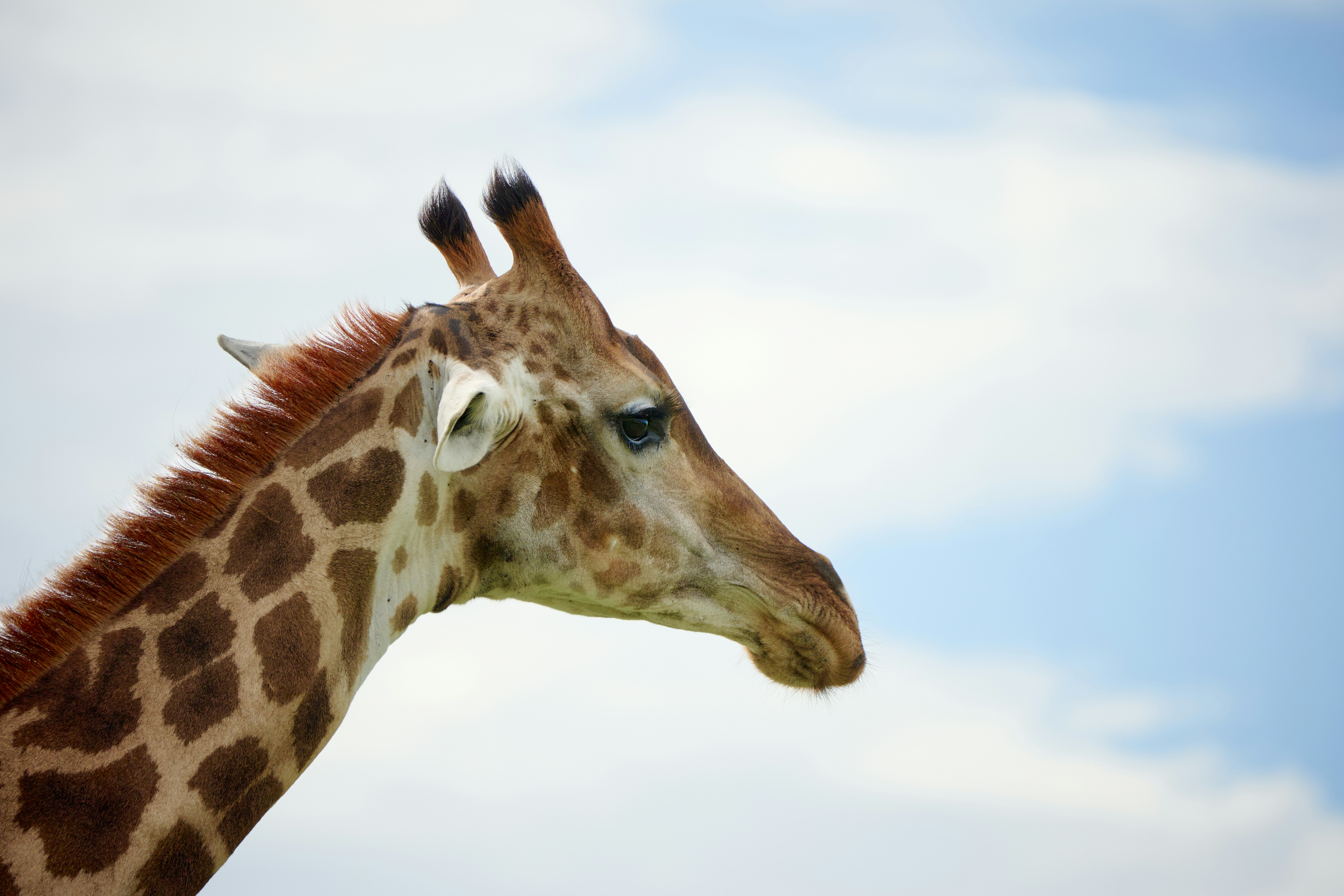 Giraffe Profile Against a Sky Canvas