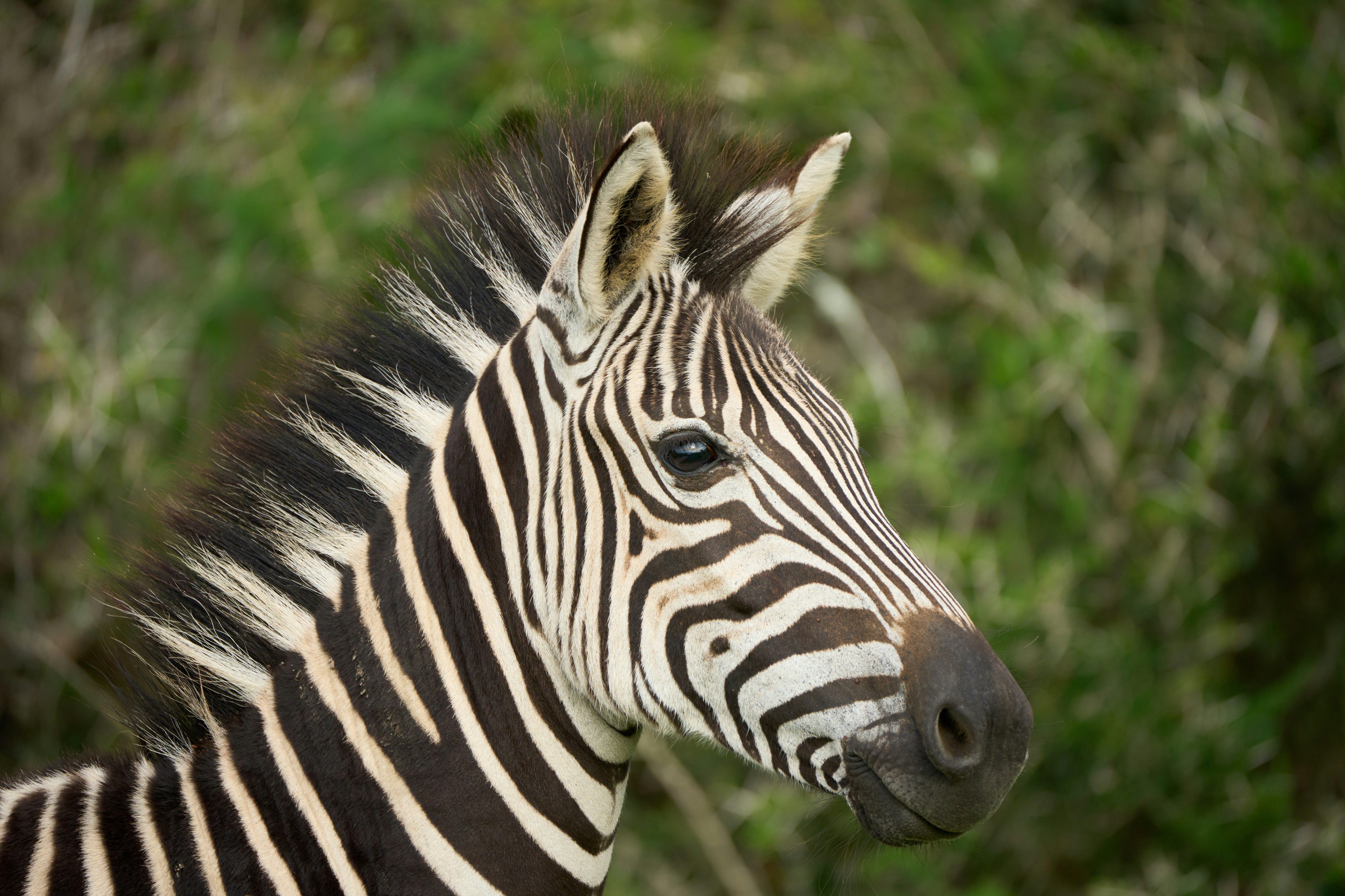 Zebra in Focus: Stripes, Silence, and a Verdant Backdrop