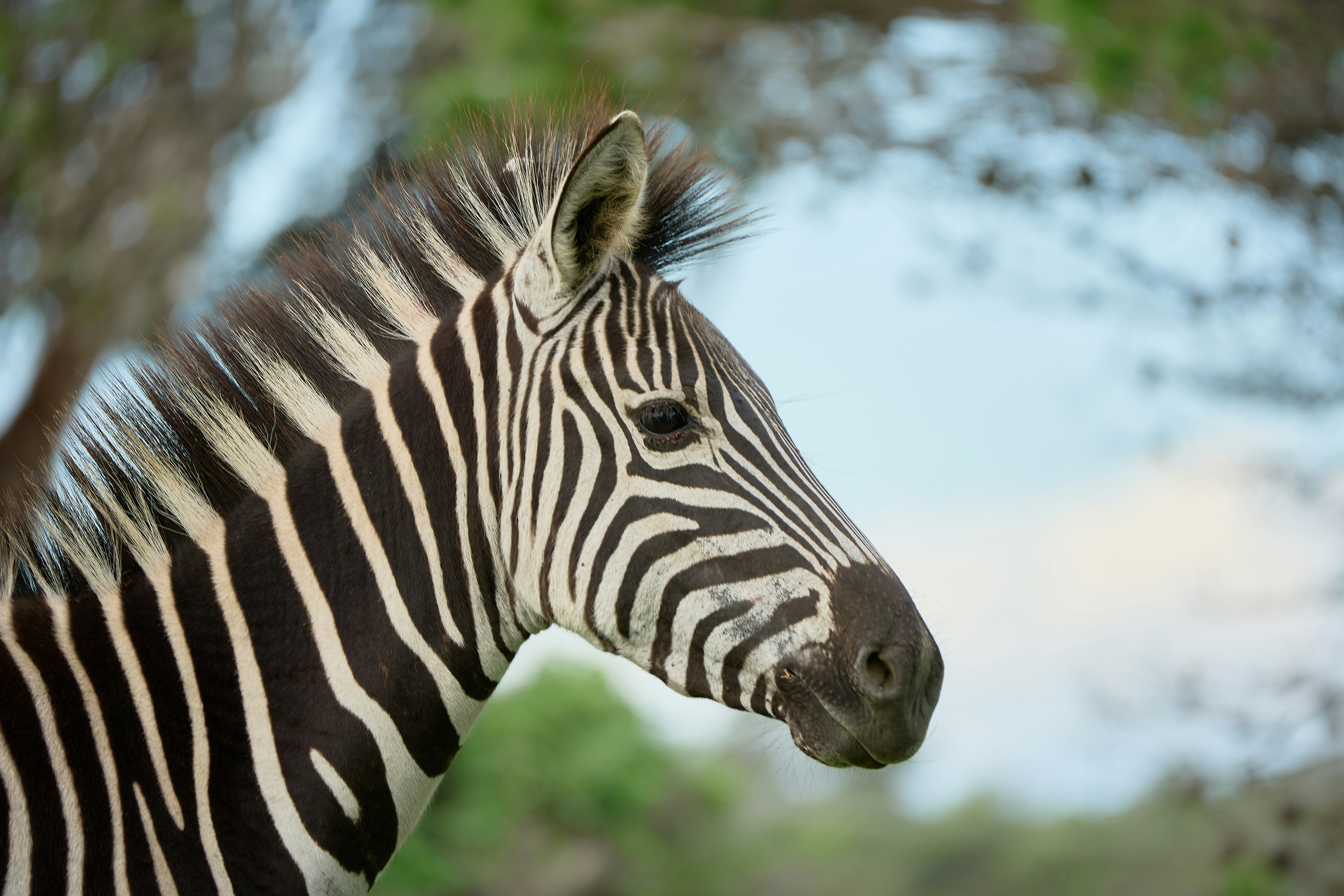 Zebra Profile: Stripes in Focus Against a Dappled Savannah