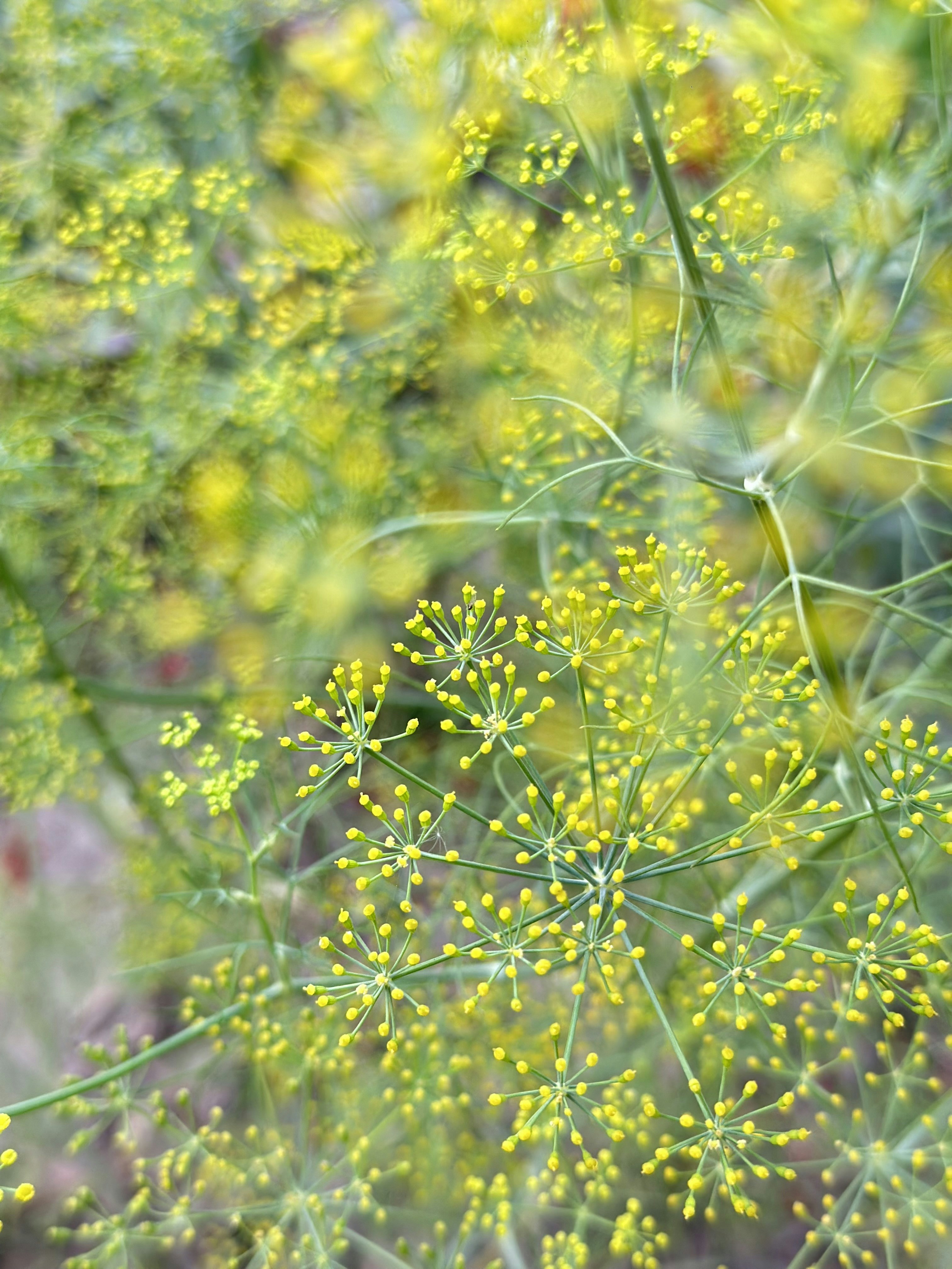 Dewy Umbrella of Yellow Seeds: Delicate Flora in Soft Focus