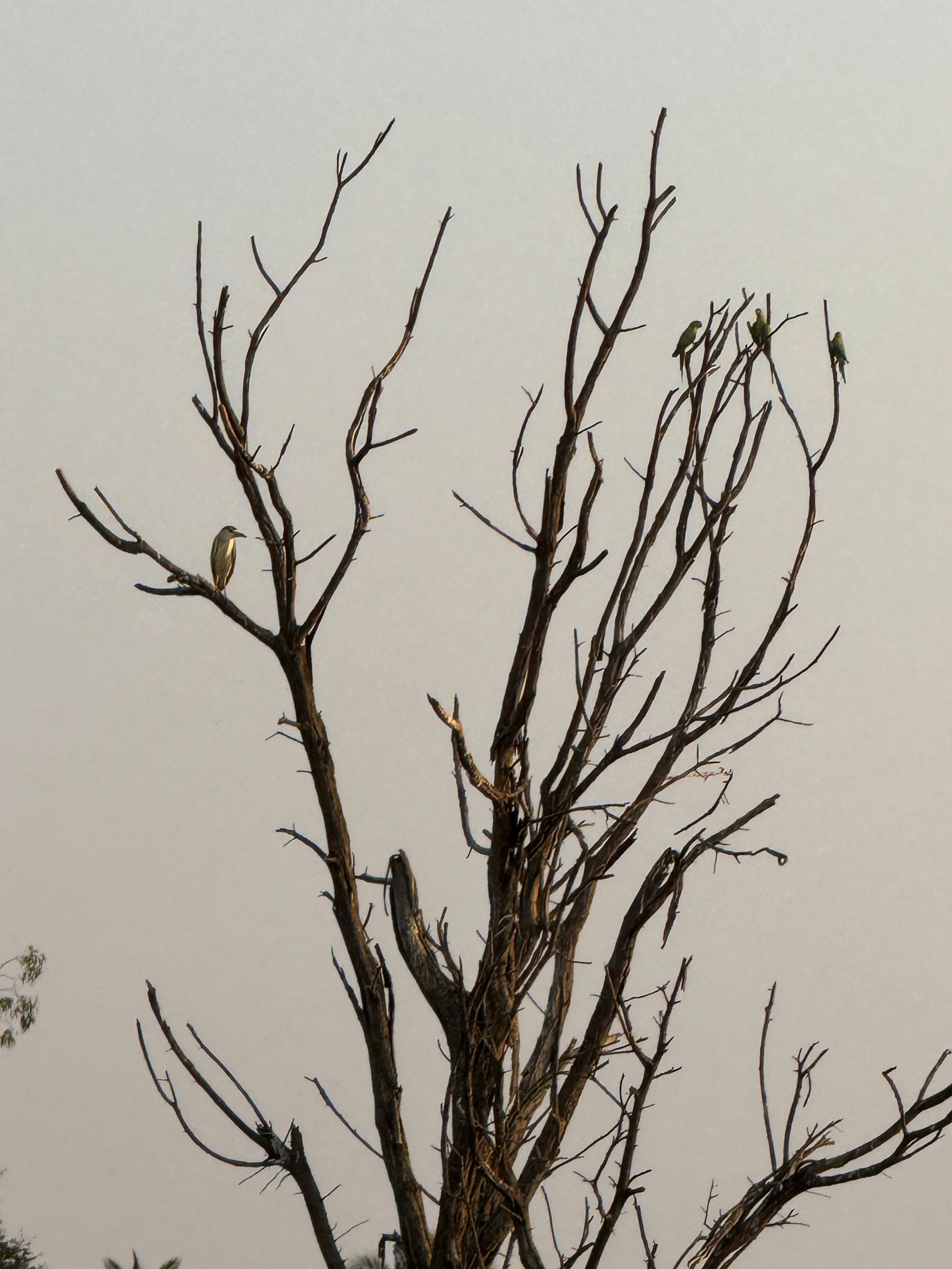 Bare-branched Sentinel Under a Pale Sky
