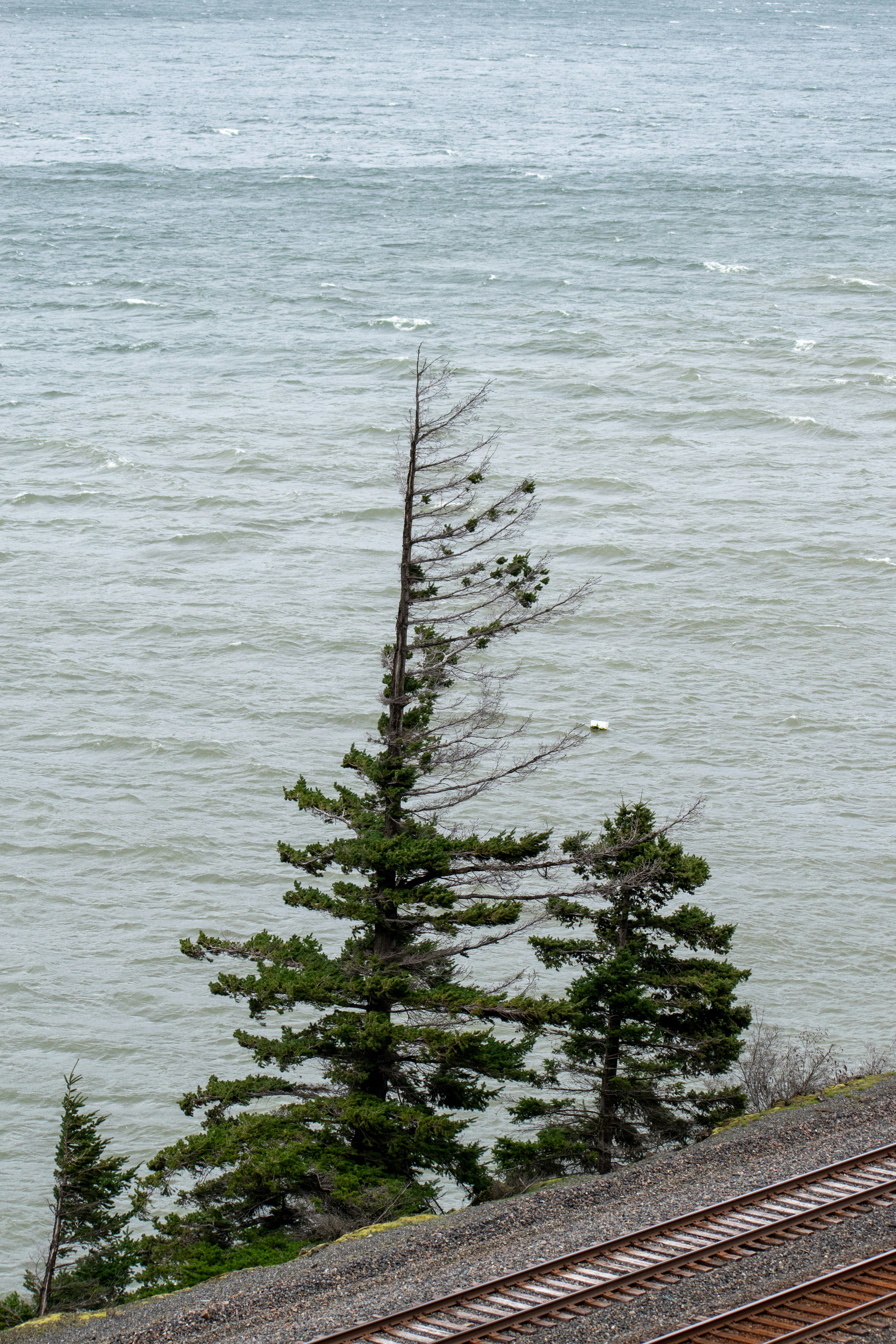 Lone Tree By the Tracks Over a Quiet Lake