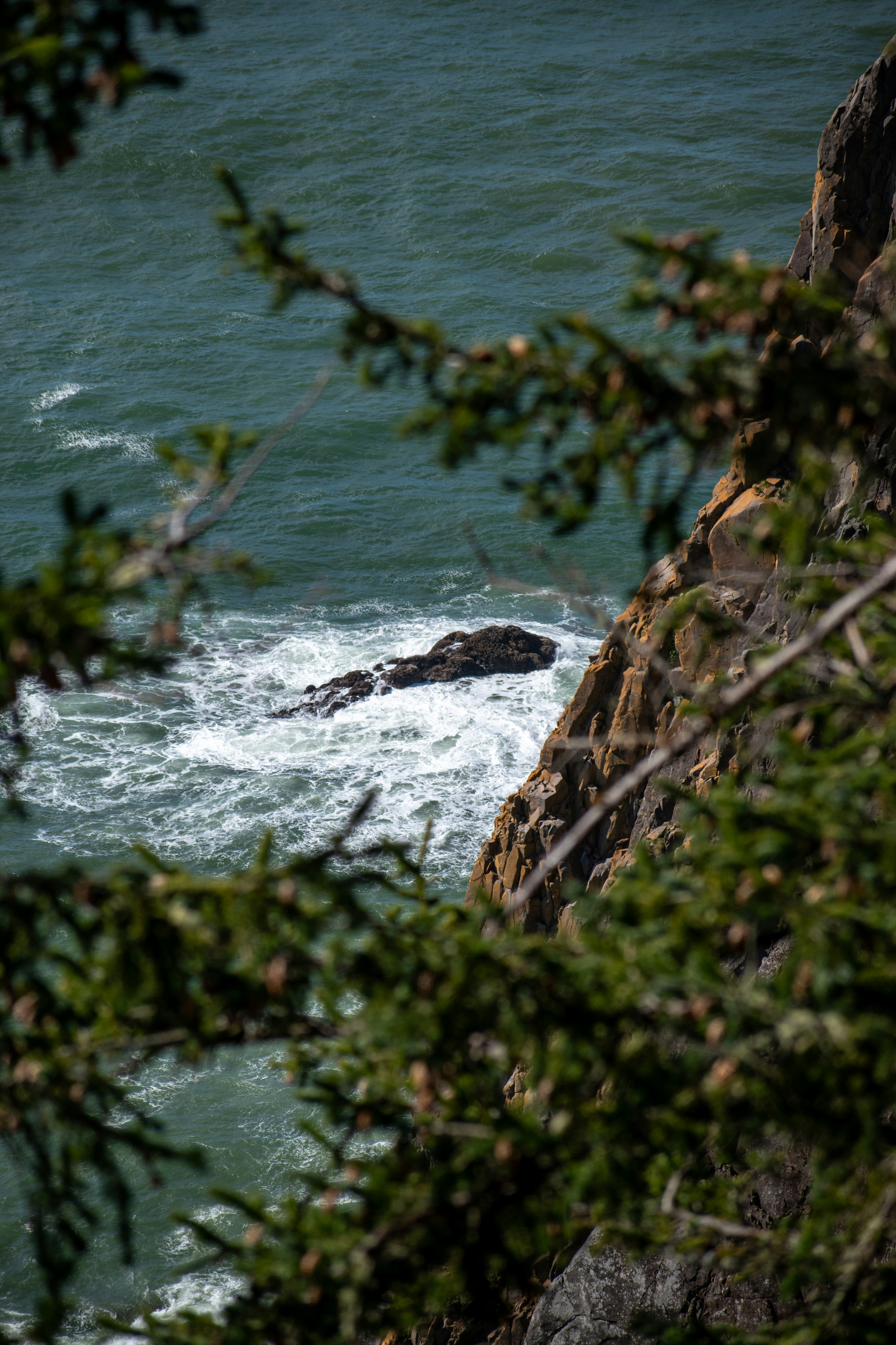 Cliffside Overlook: Framed by Branches Over the Surging Sea