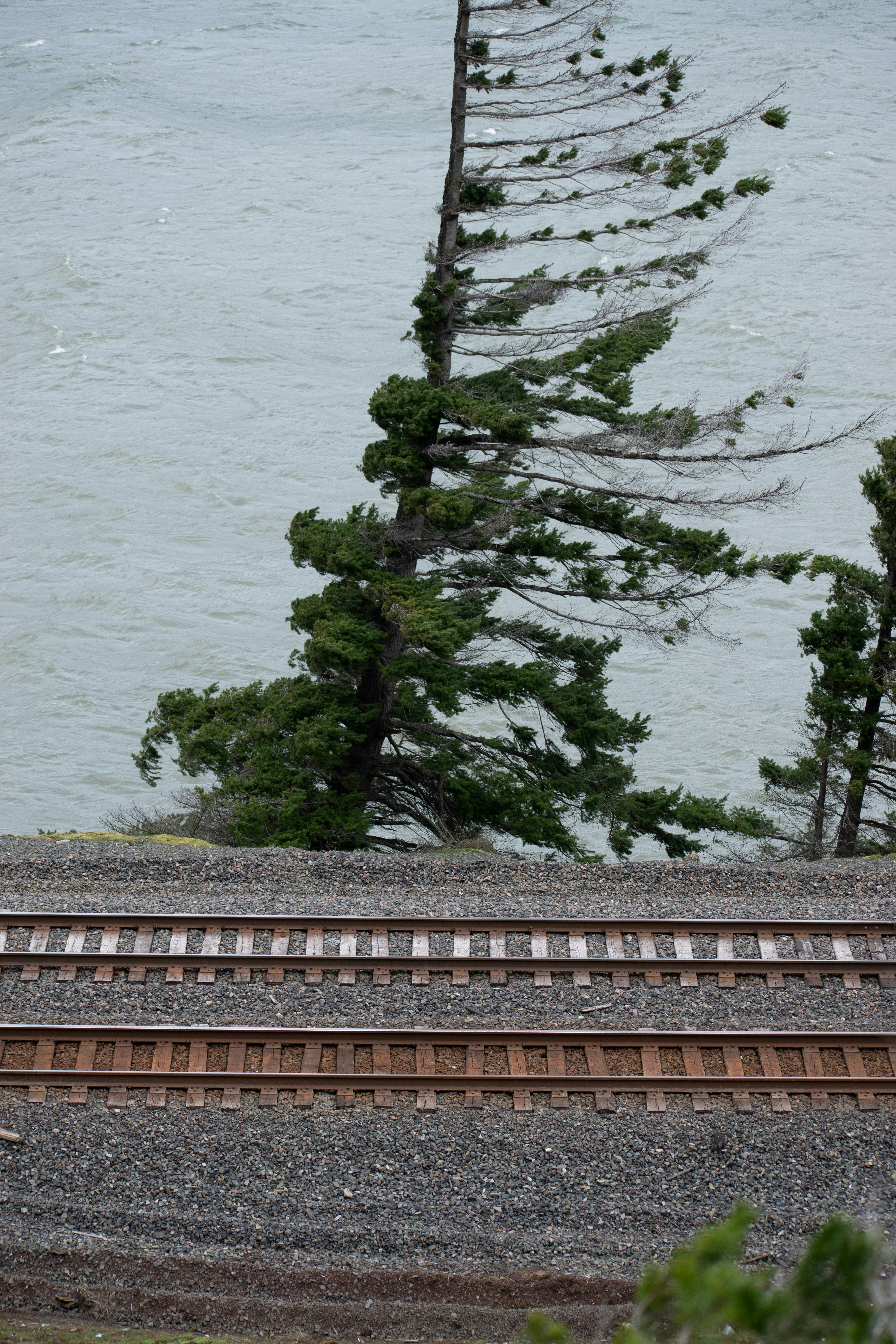 Tracks and wind-swept pines by a churning river
