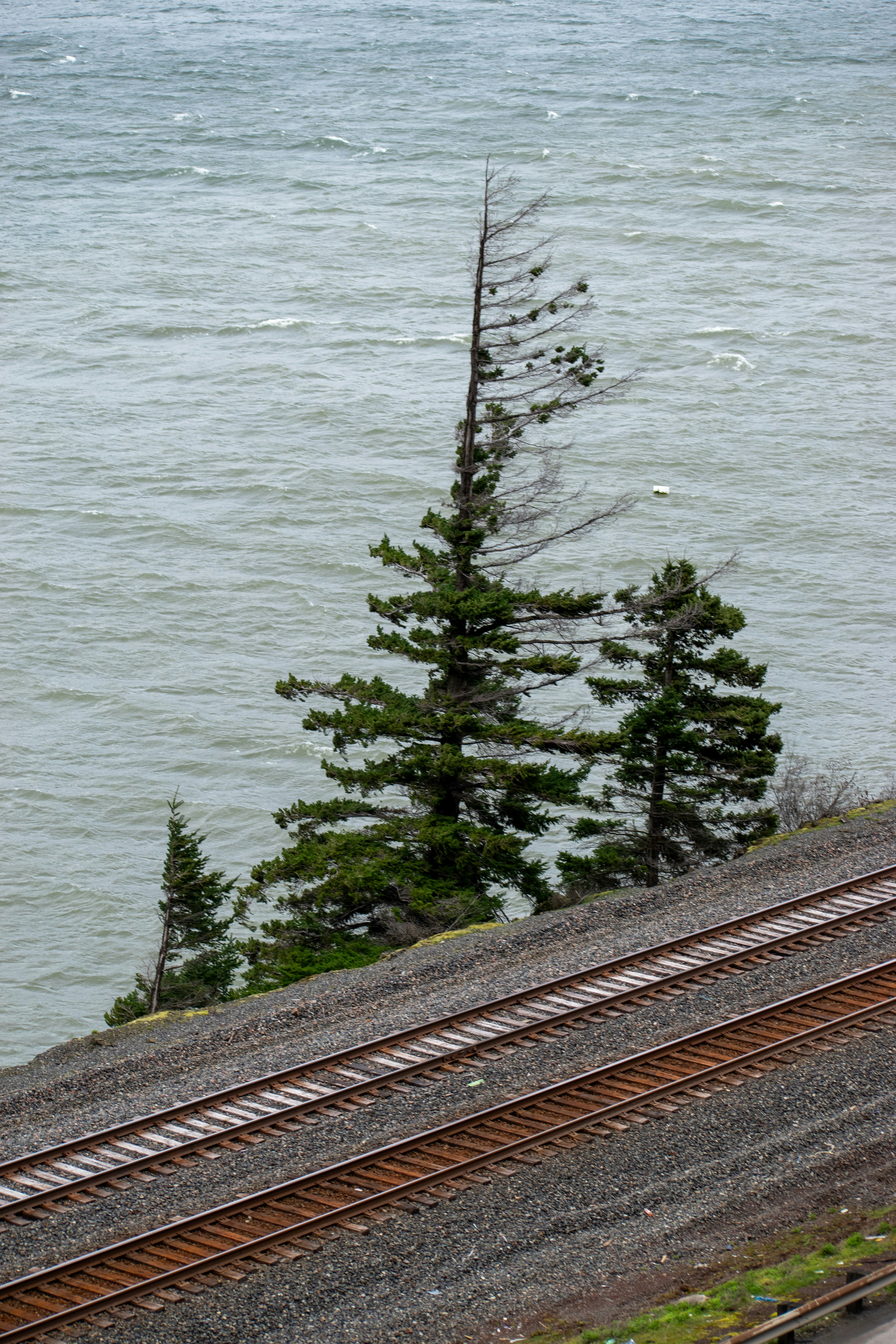 Railway Edge: Wind-Swept Trees Beside a Quiet Lake