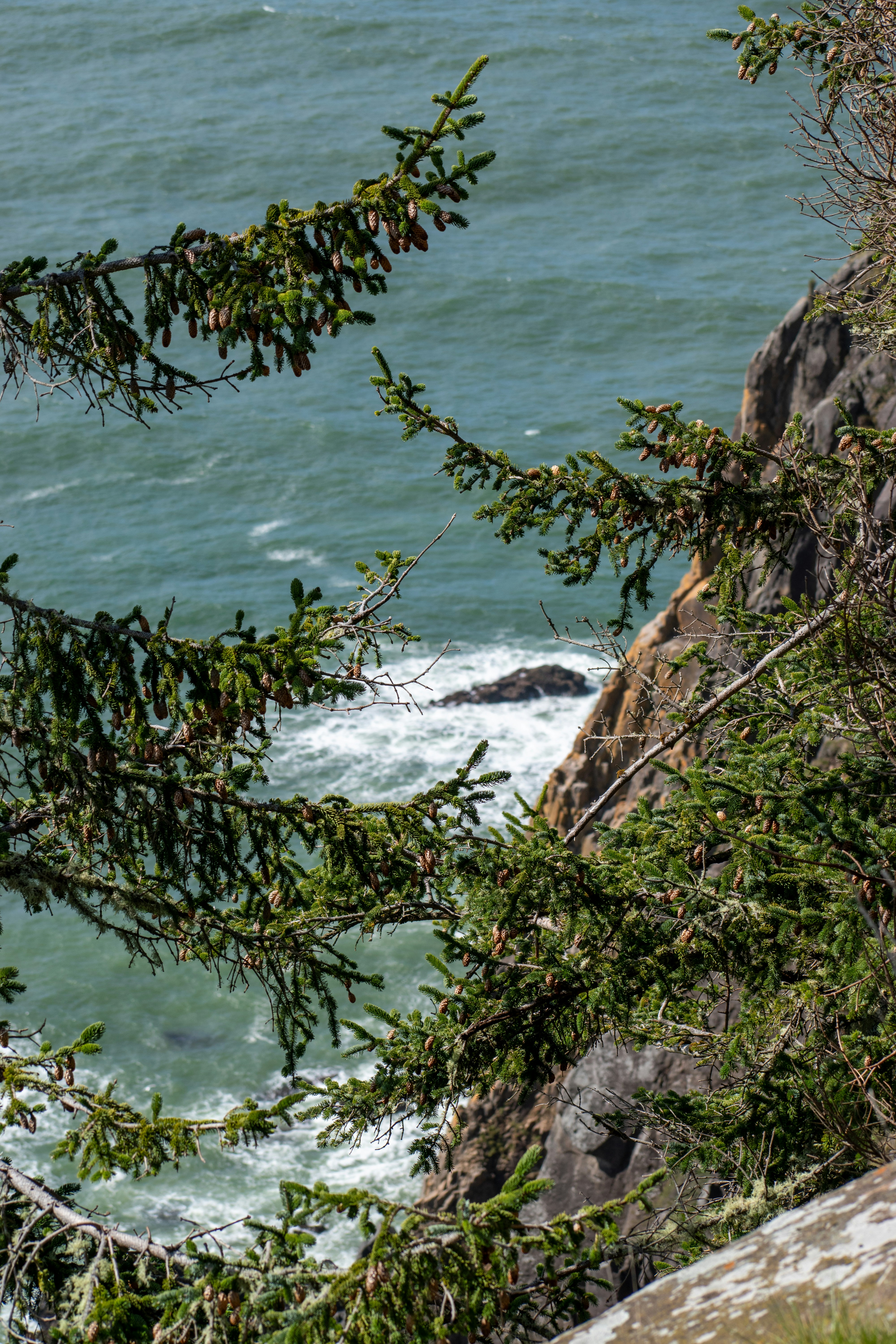Cliffside Spruce Overlook