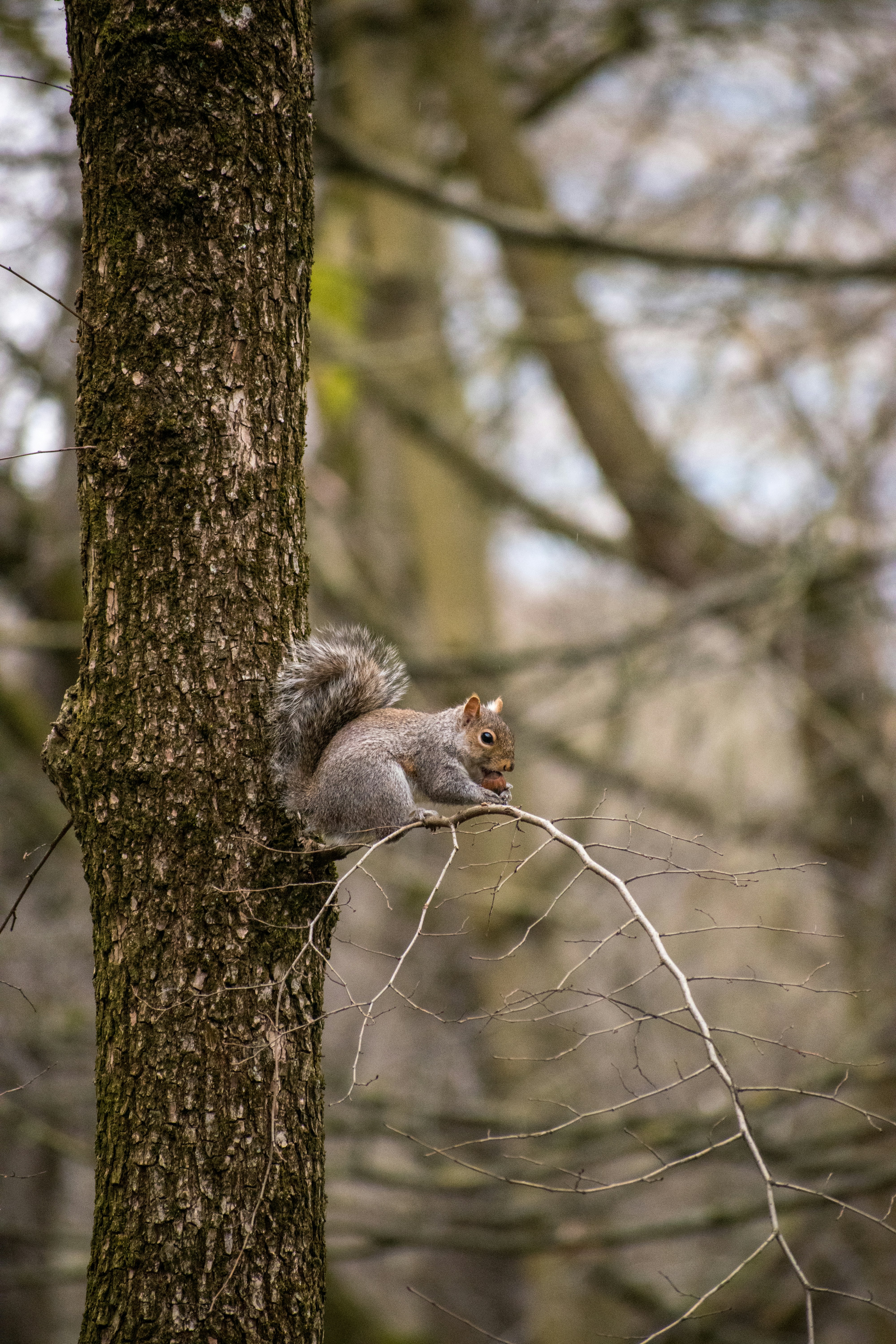 Squirrel Perched on a Thinning Branch Amid Forest Trunks