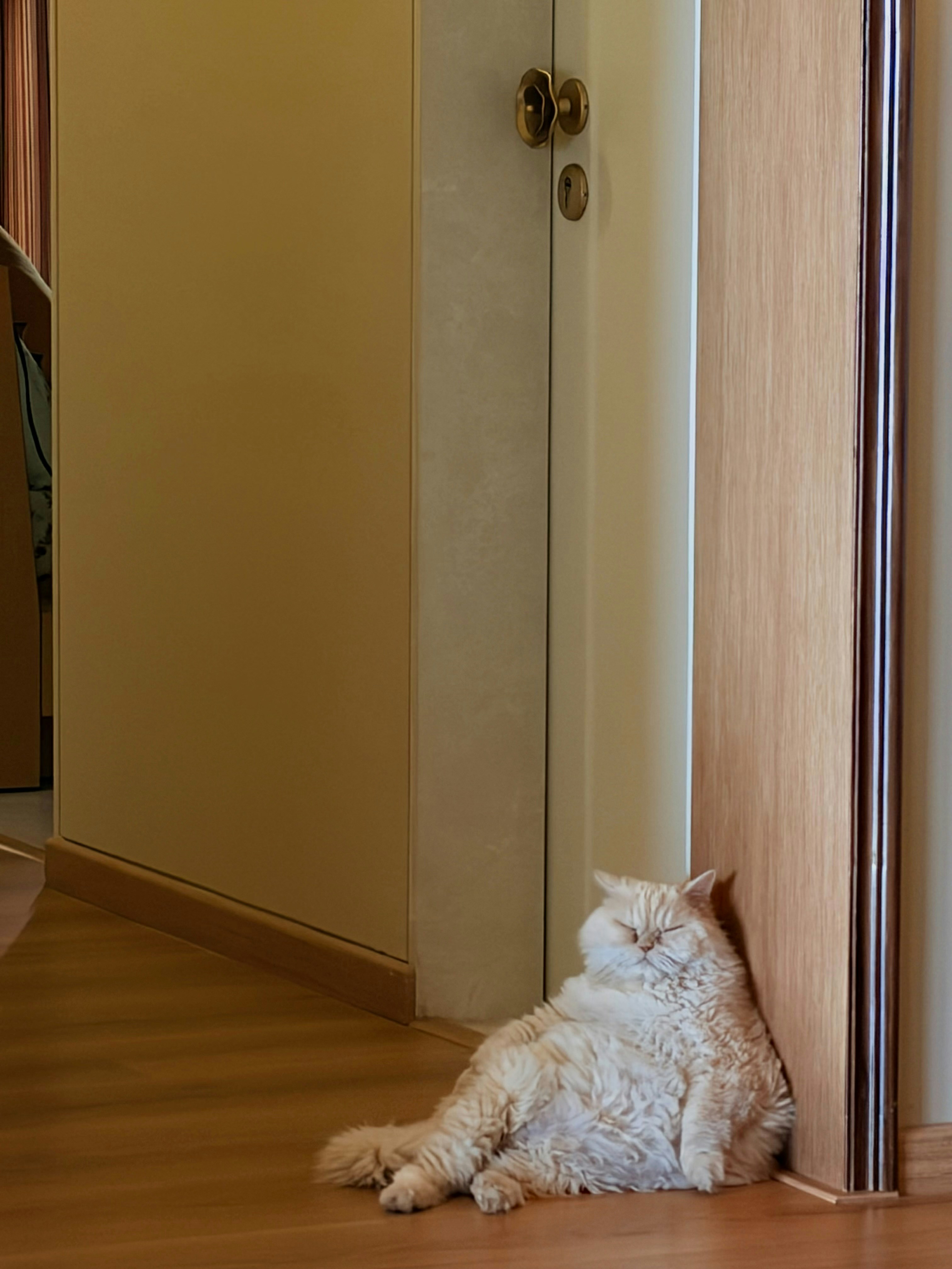 Sunlit Lounge: A Creamy Cat Resting by the Doorway