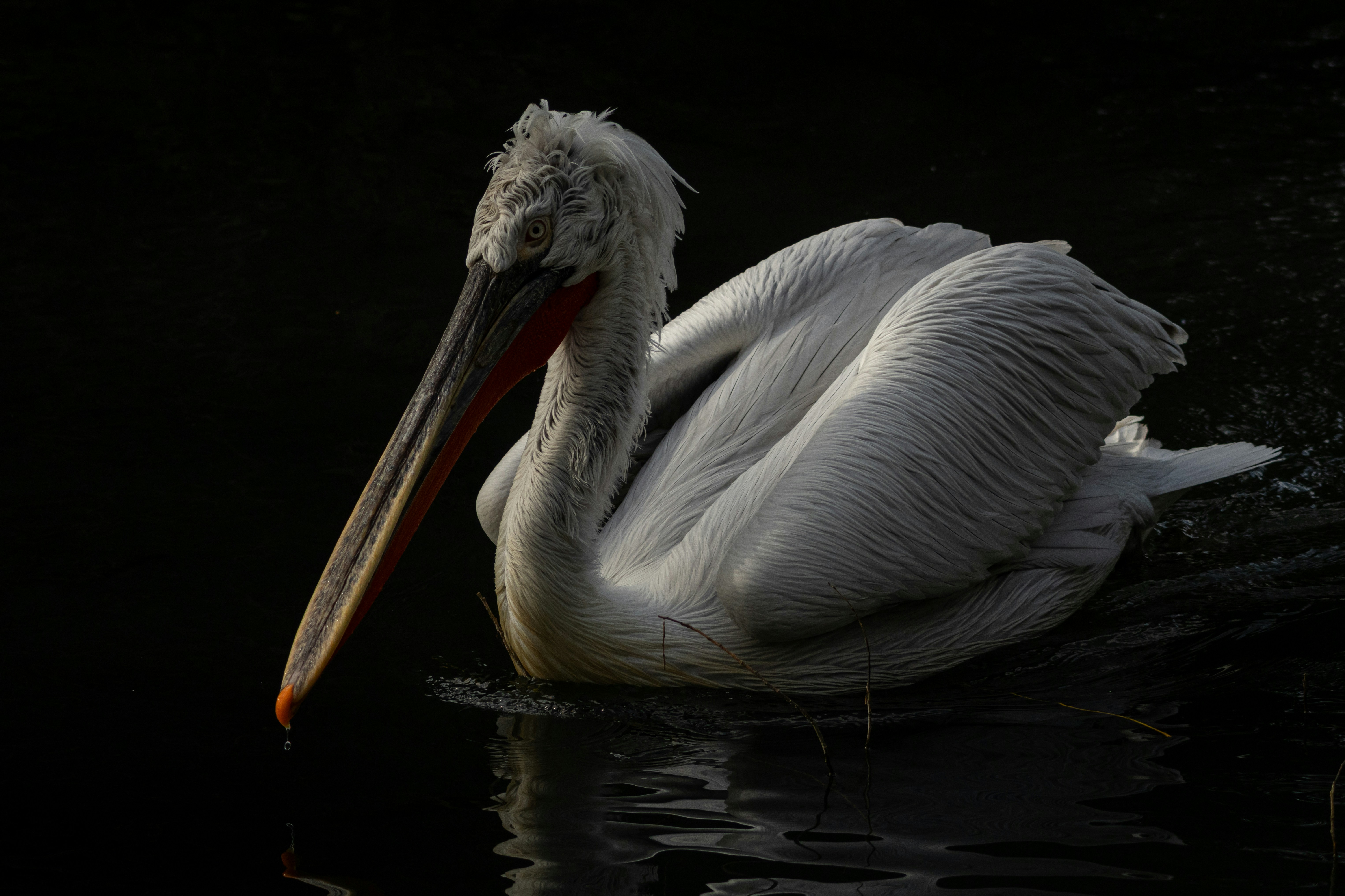 Luminous Pelican Shadow: A Portrait in Low Light